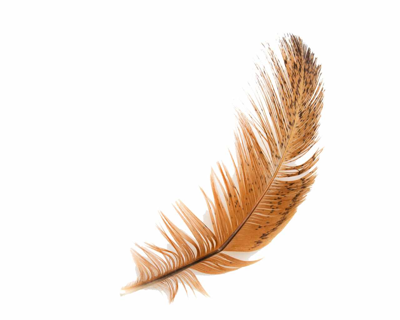 Vintage Feather Wallpapers - Top Free Vintage Feather Backgrounds ...