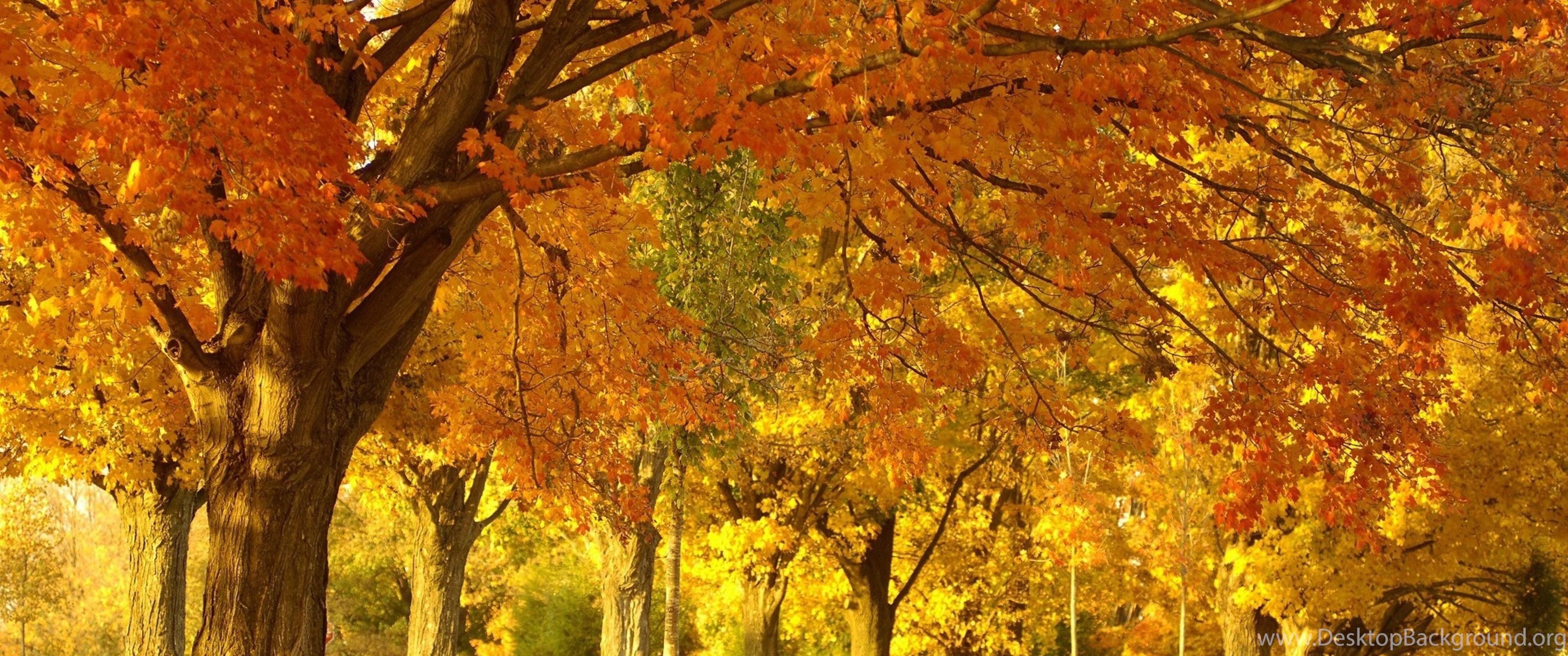 3440X1440 Fall Wallpapers - Top Free 3440X1440 Fall Backgrounds ...