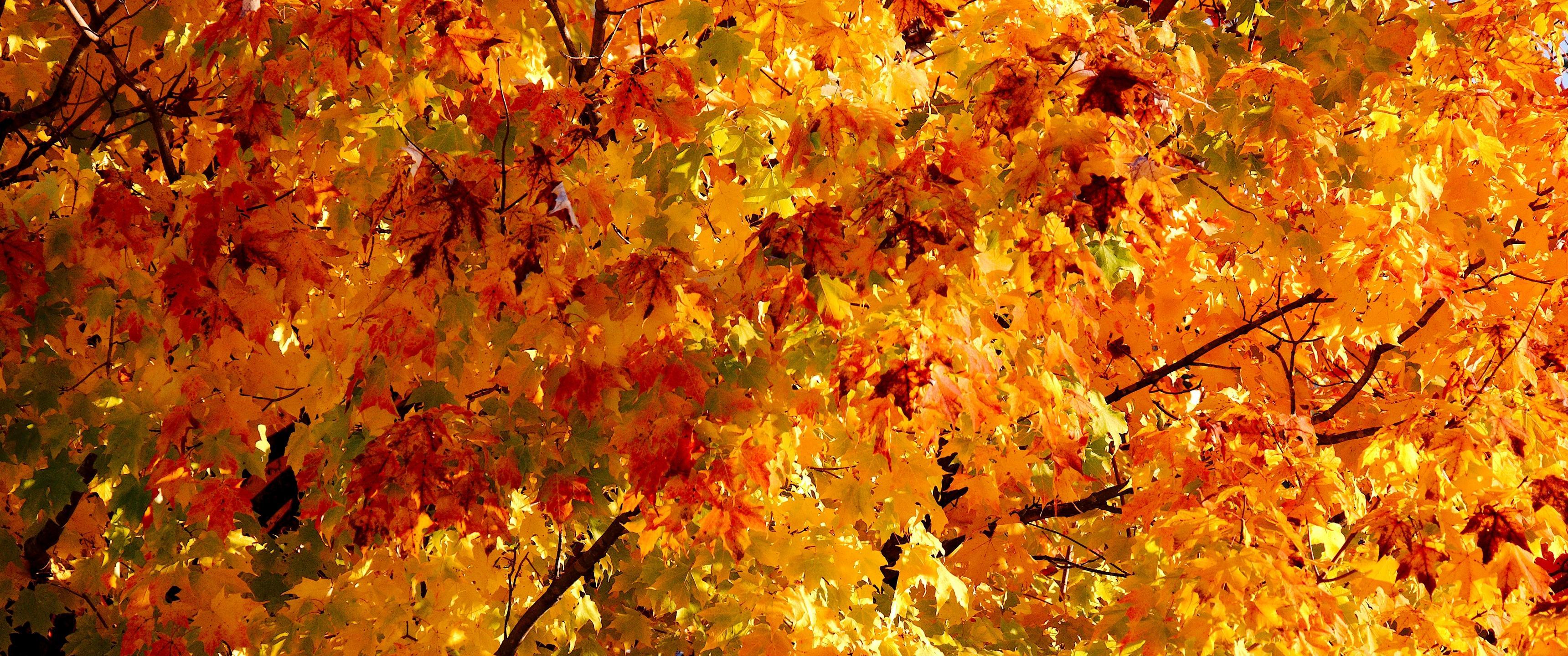 3440X1440 Fall Wallpapers - Top Free 3440X1440 Fall Backgrounds ...