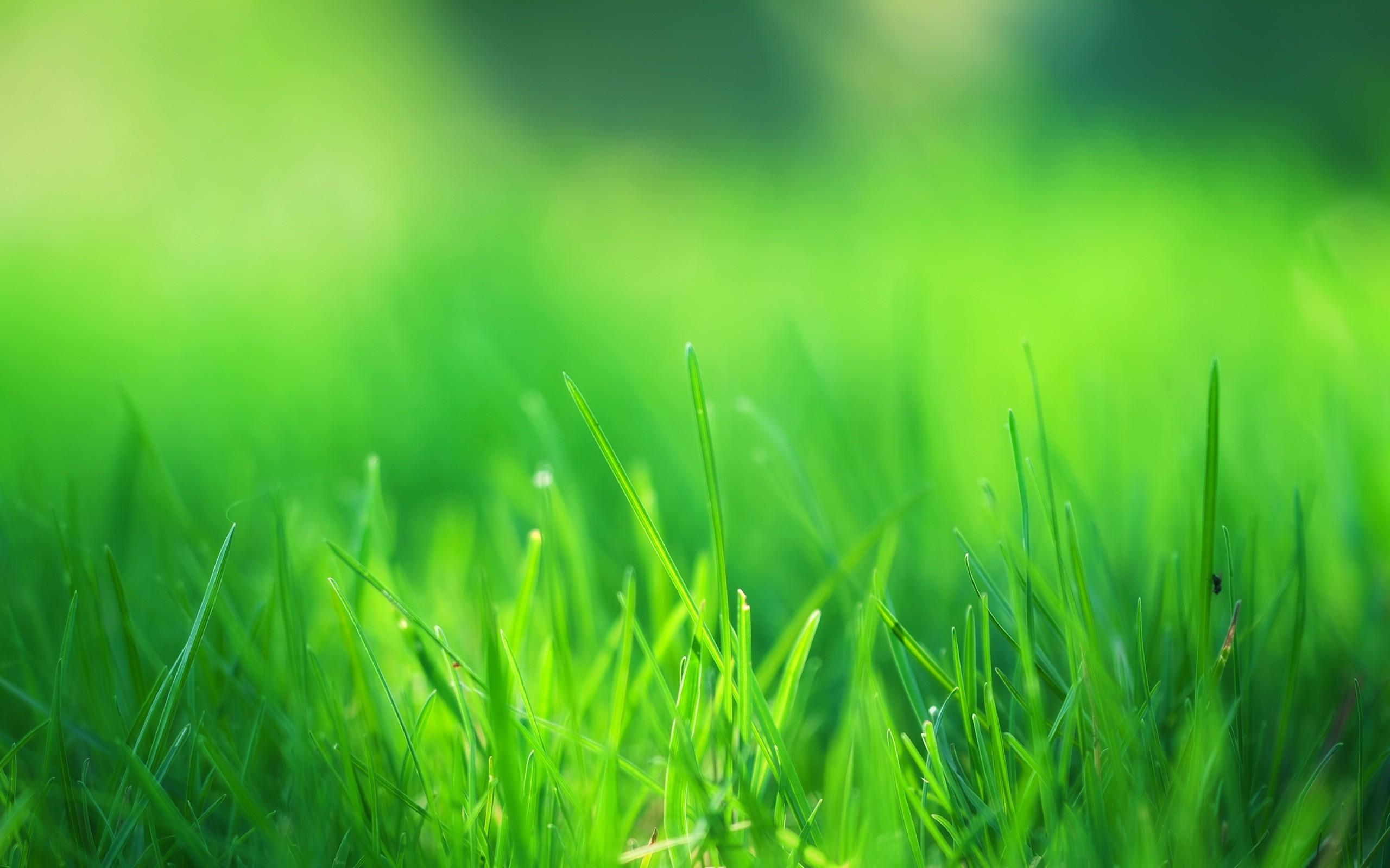 Greeny Wallpapers - Top Free Greeny Backgrounds - WallpaperAccess