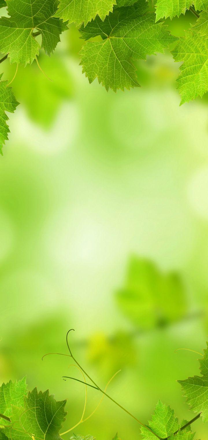 Greeny Wallpapers - Top Free Greeny Backgrounds - WallpaperAccess