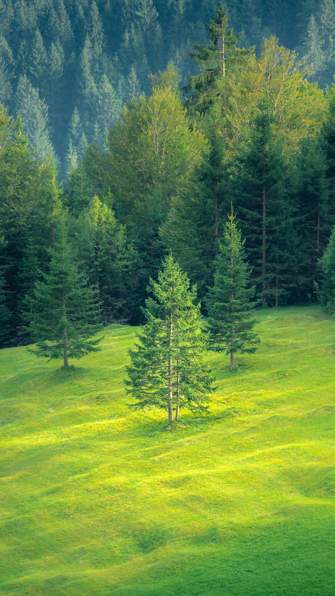 Greeny Wallpapers - Top Free Greeny Backgrounds - WallpaperAccess