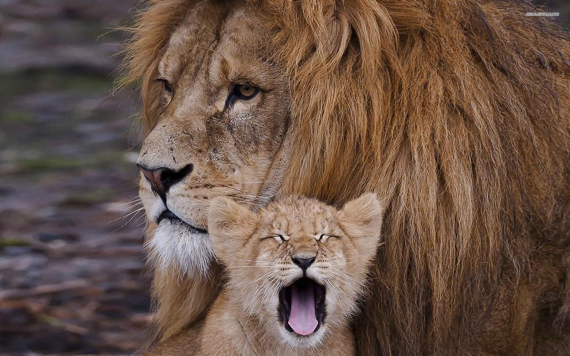 Lion and Cub Wallpapers - Top Free Lion and Cub Backgrounds - WallpaperAccess