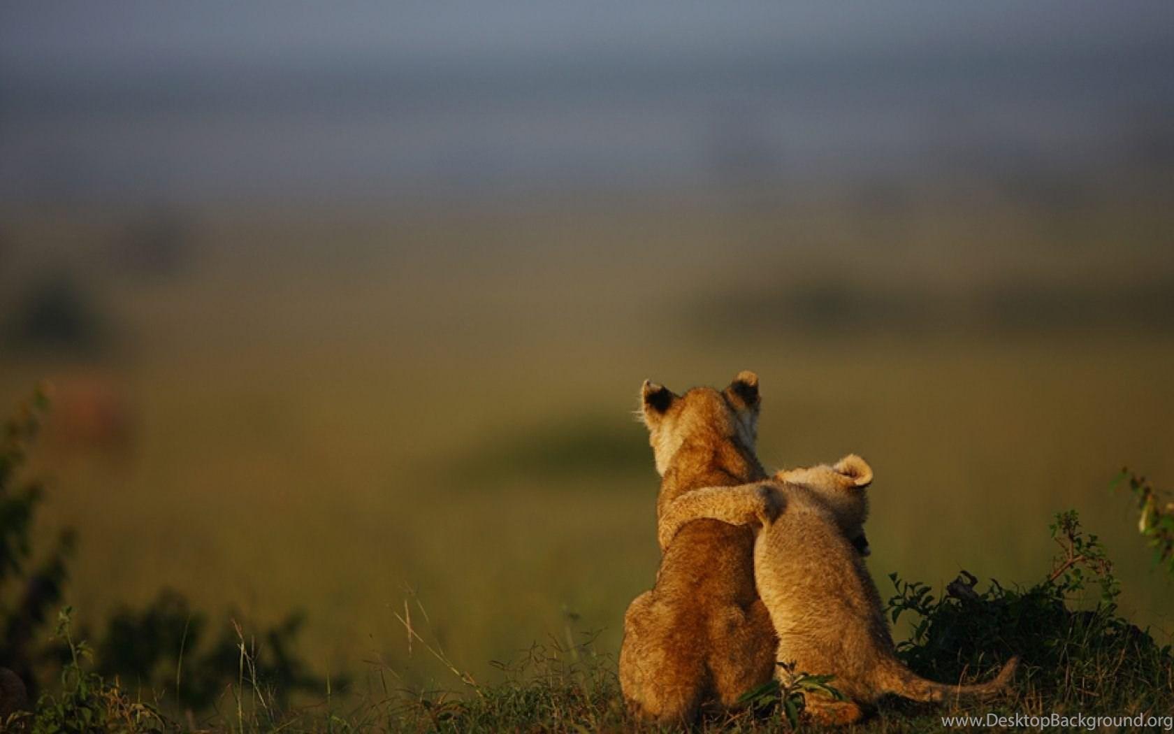 Lion and Cub Wallpapers - Top Free Lion and Cub Backgrounds ...