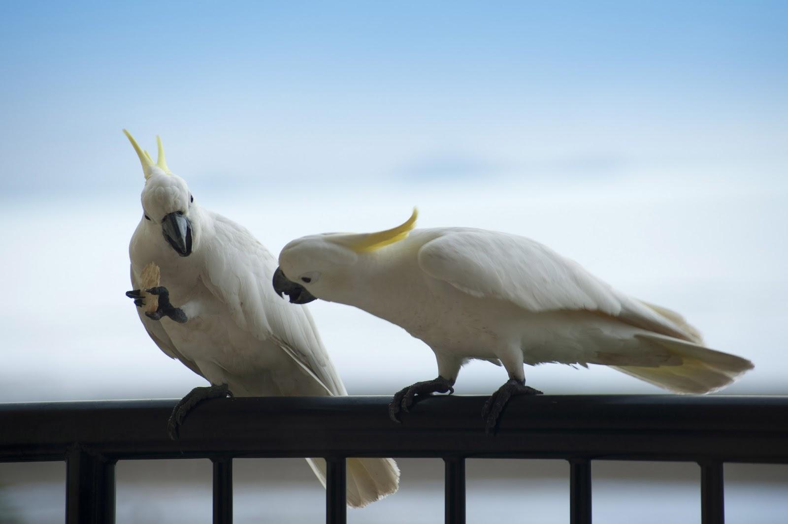 Cockatoo Wallpapers - Top Free Cockatoo Backgrounds - WallpaperAccess