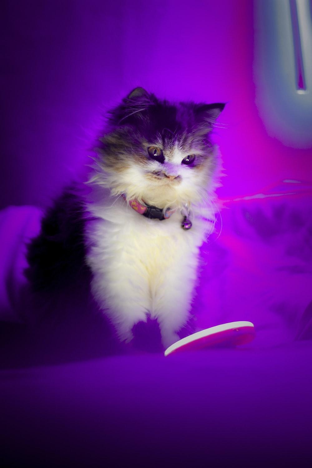 Purple Cat Wallpapers - Top Free Purple Cat Backgrounds - WallpaperAccess
