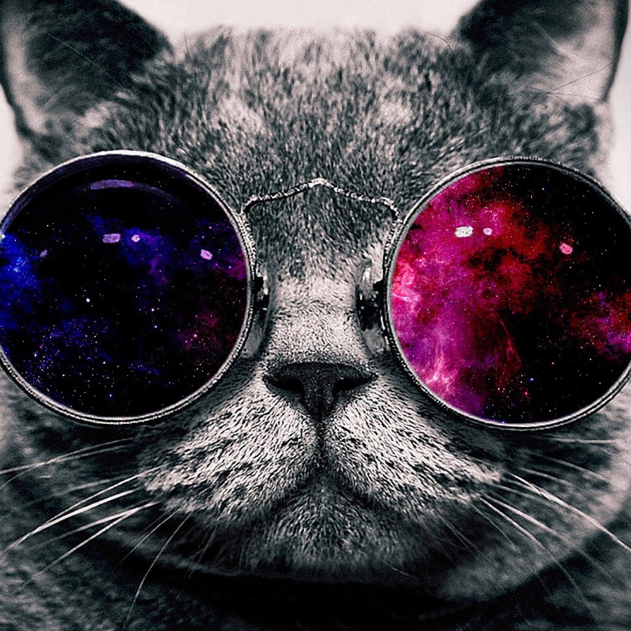 Purple Cat Wallpapers - Top Free Purple Cat Backgrounds - WallpaperAccess