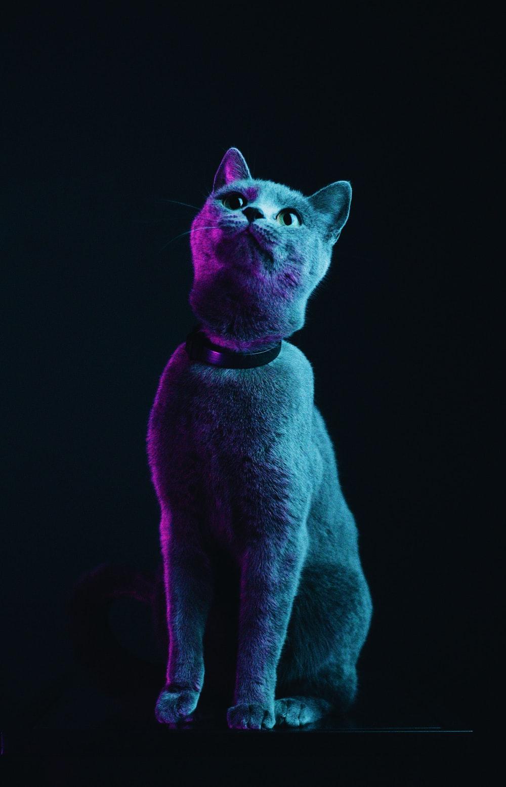 Purple Cat Wallpapers - Top Free Purple Cat Backgrounds - WallpaperAccess