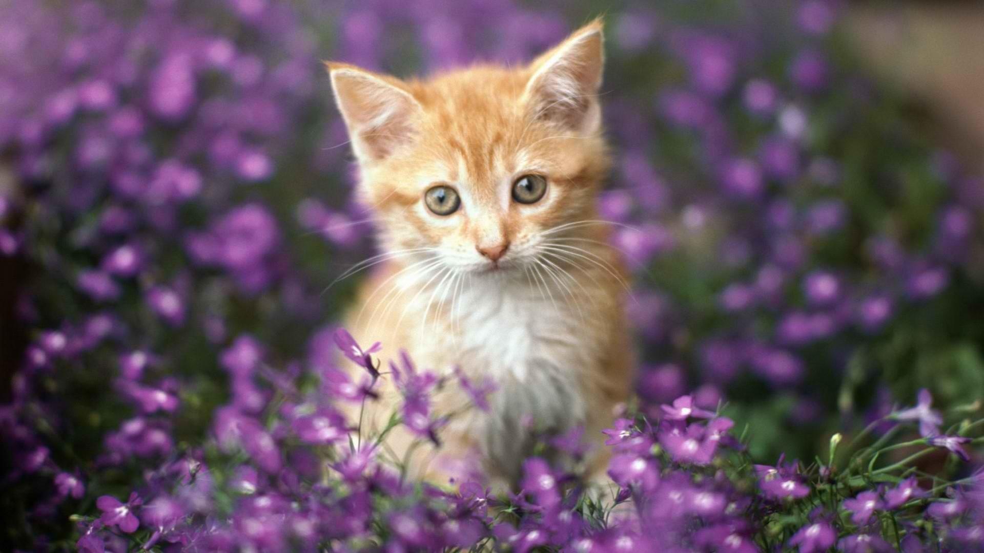 Purple Cat Wallpapers - Top Free Purple Cat Backgrounds - WallpaperAccess