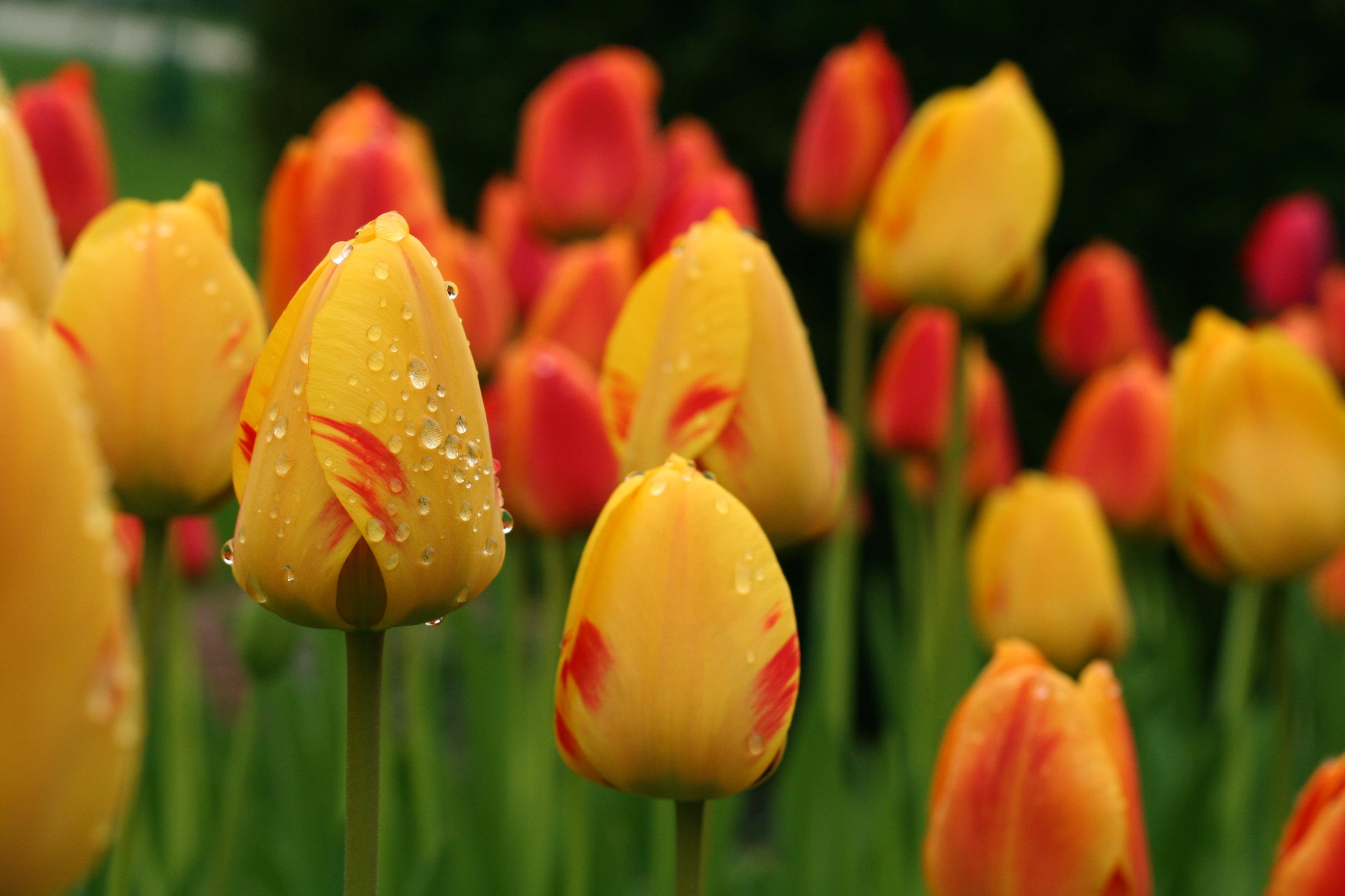 April Showers Bring May Flowers Wallpapers - Top Free April Showers ...
