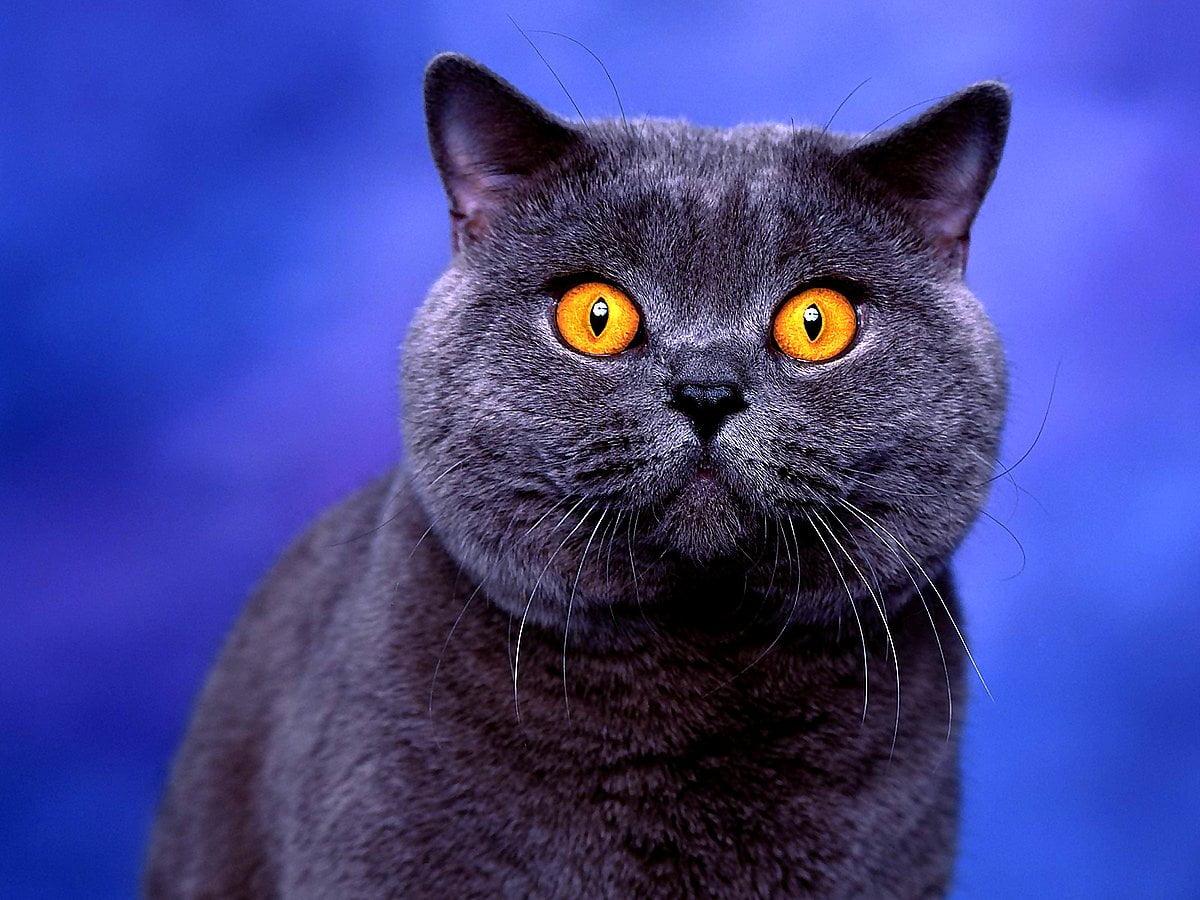 Purple Cat Wallpapers - Top Free Purple Cat Backgrounds - WallpaperAccess