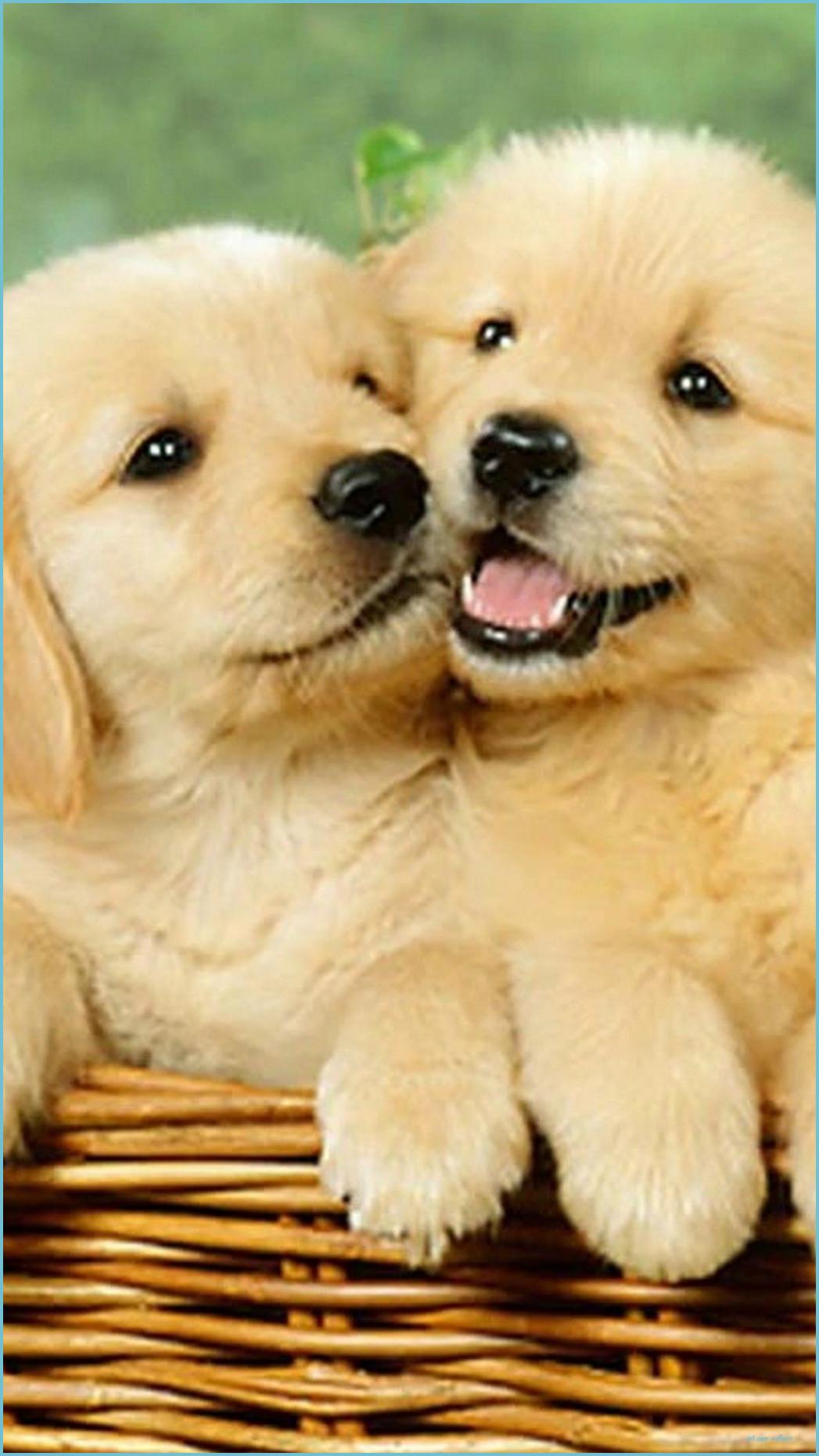 Super Cute Puppies Wallpapers - Top Free Super Cute Puppies Backgrounds ...