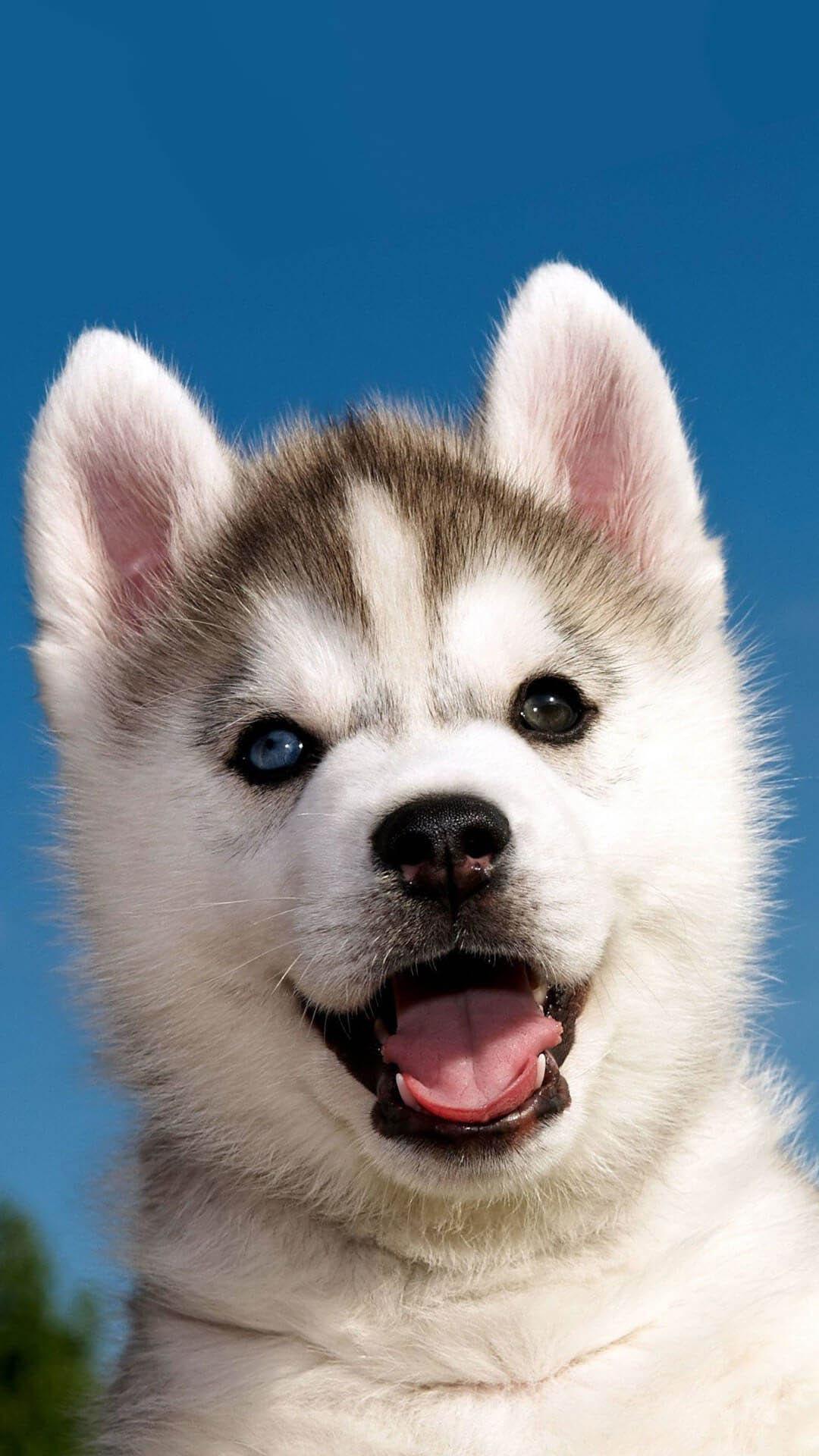 Super Cute Puppies Wallpapers - Top Free Super Cute Puppies Backgrounds ...