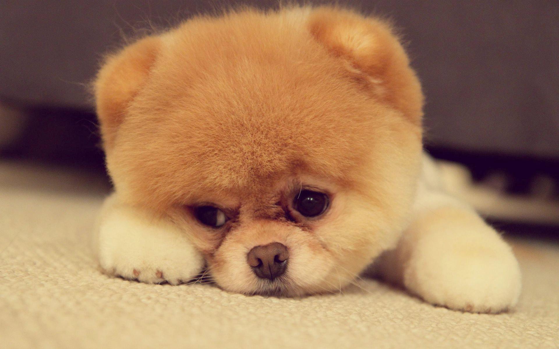 Super Cute Puppies Wallpapers - Top Free Super Cute Puppies Backgrounds ...