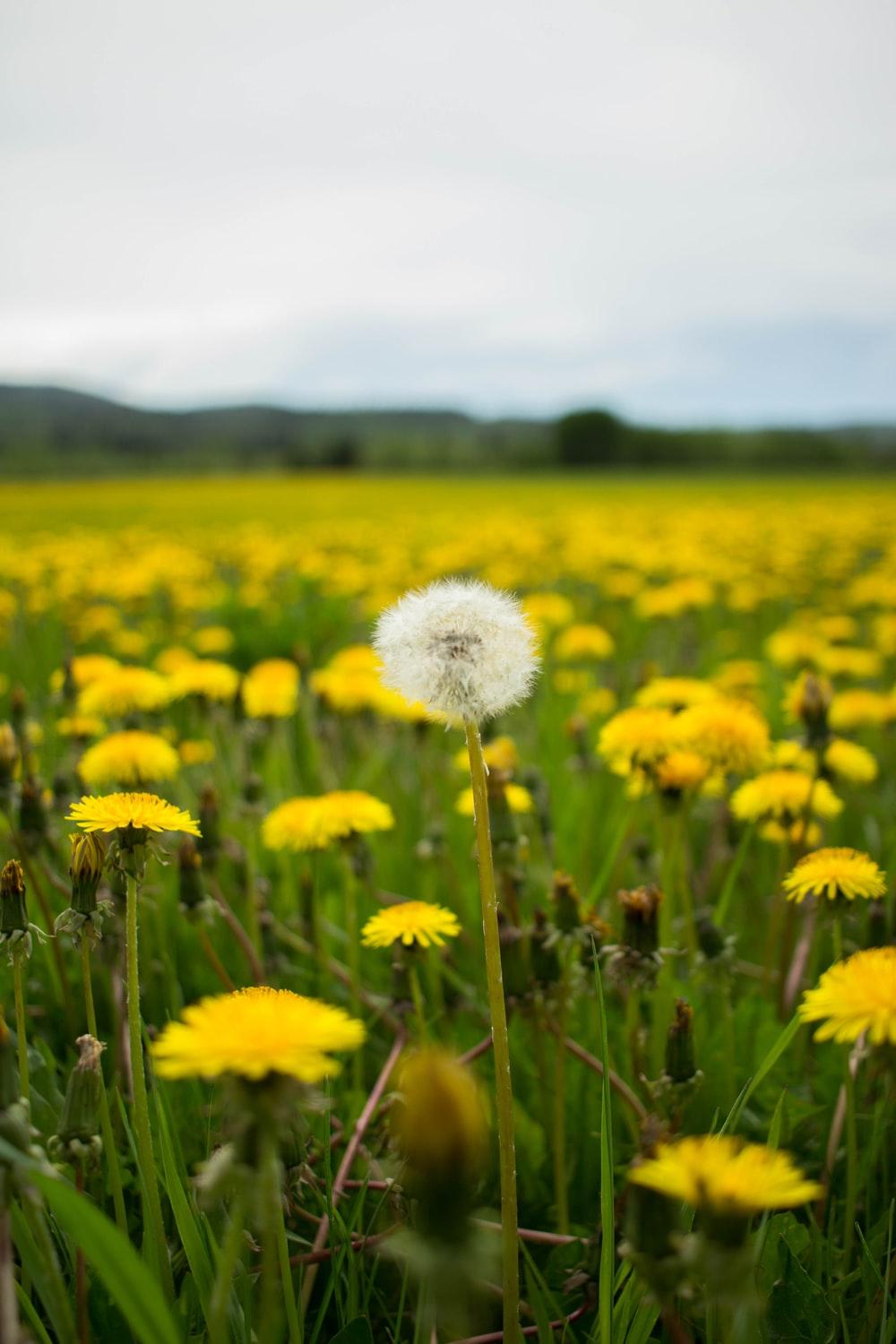 Dandelion Field Wallpapers - Top Free Dandelion Field Backgrounds ...