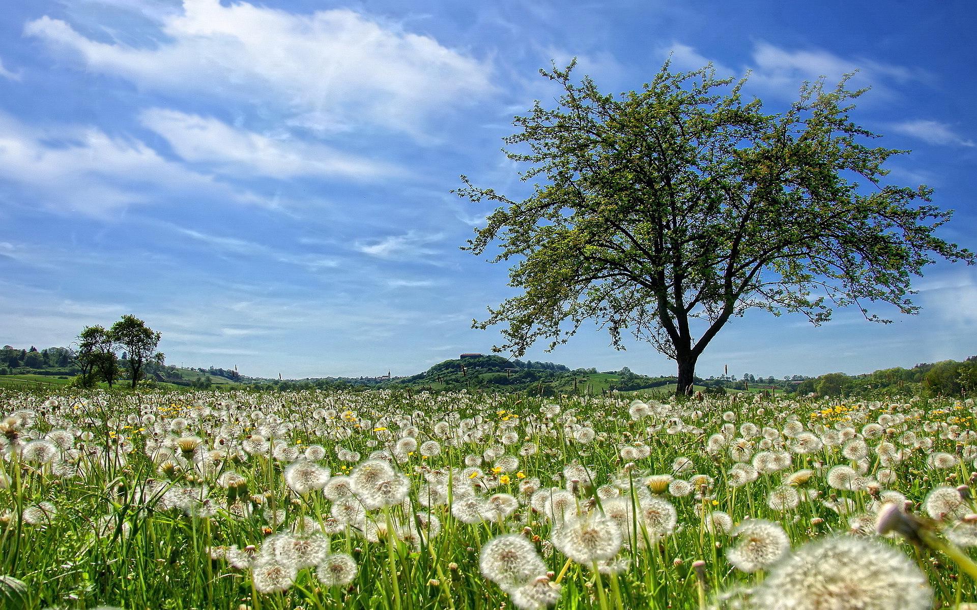Dandelion Field Wallpapers - Top Free Dandelion Field Backgrounds ...