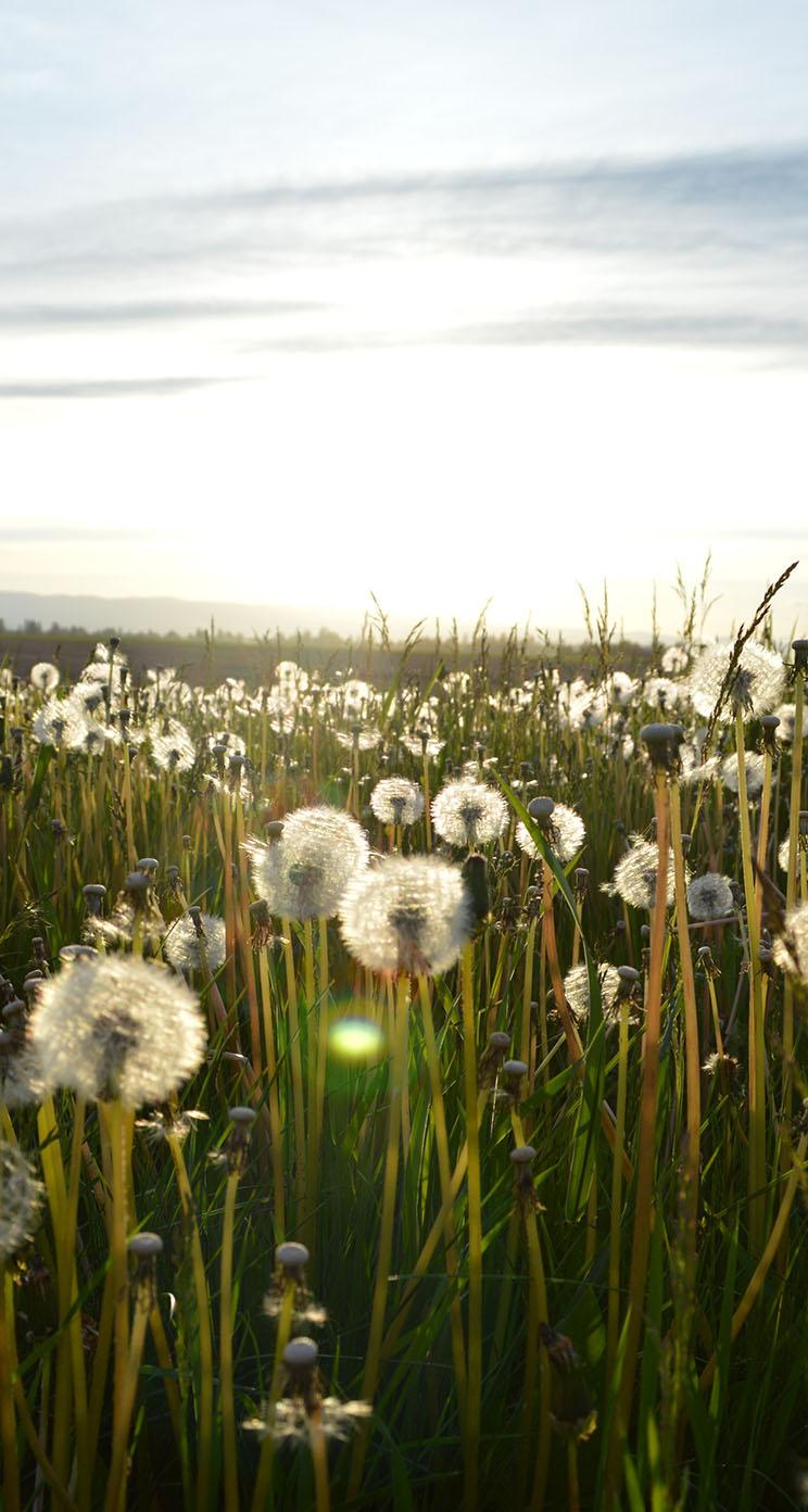 Dandelion Field Wallpapers - Top Free Dandelion Field Backgrounds ...