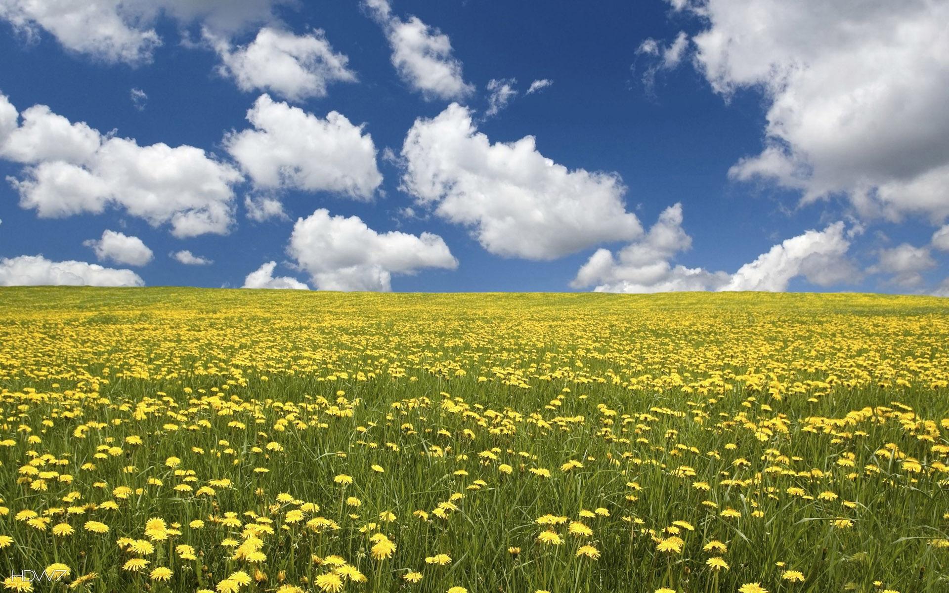 Dandelion Field Wallpapers - Top Free Dandelion Field Backgrounds ...