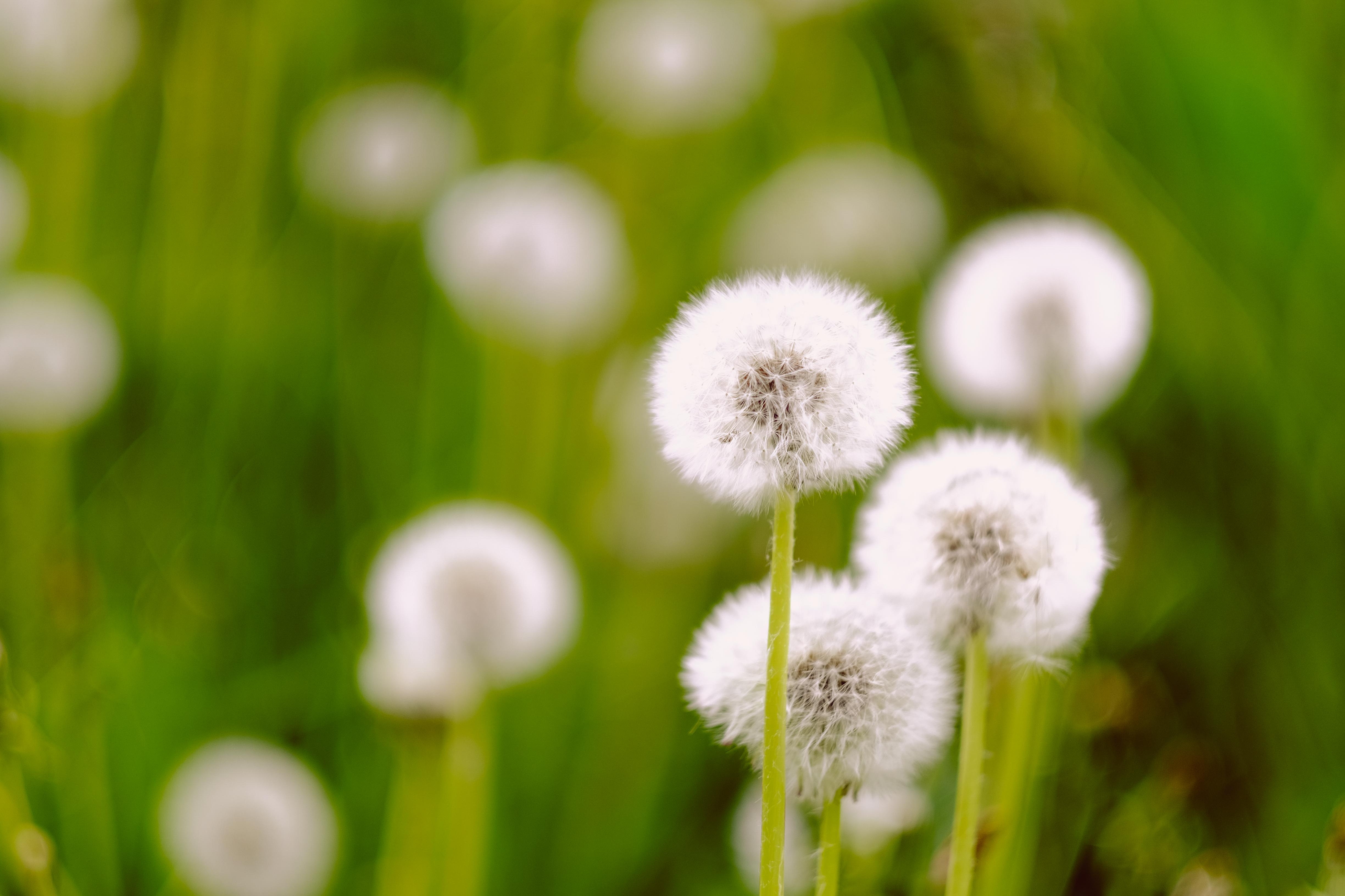 Dandelion Field Wallpapers - Top Free Dandelion Field Backgrounds ...