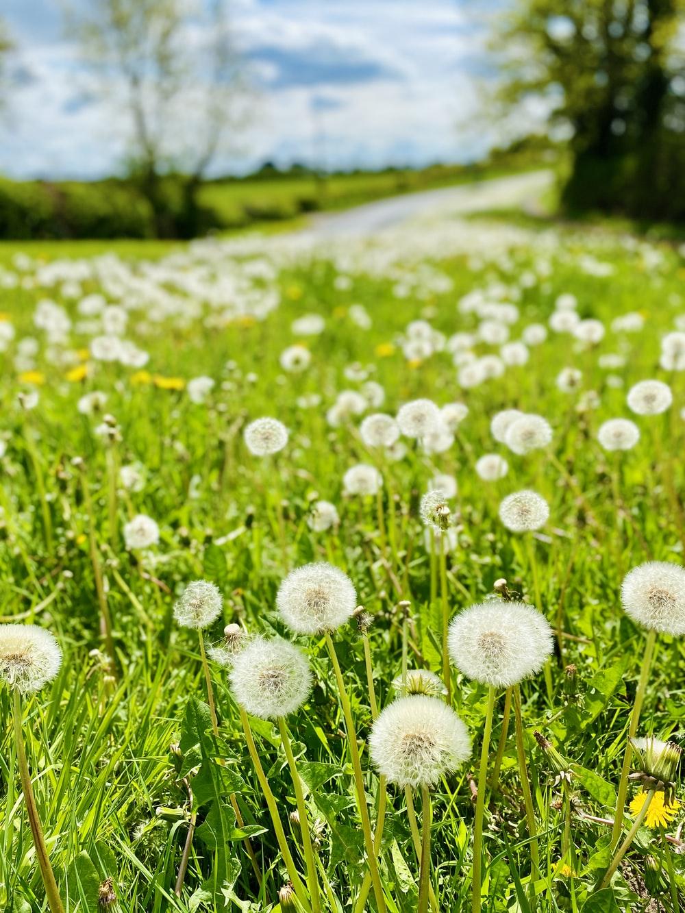 Dandelion Field Wallpapers - Top Free Dandelion Field Backgrounds ...