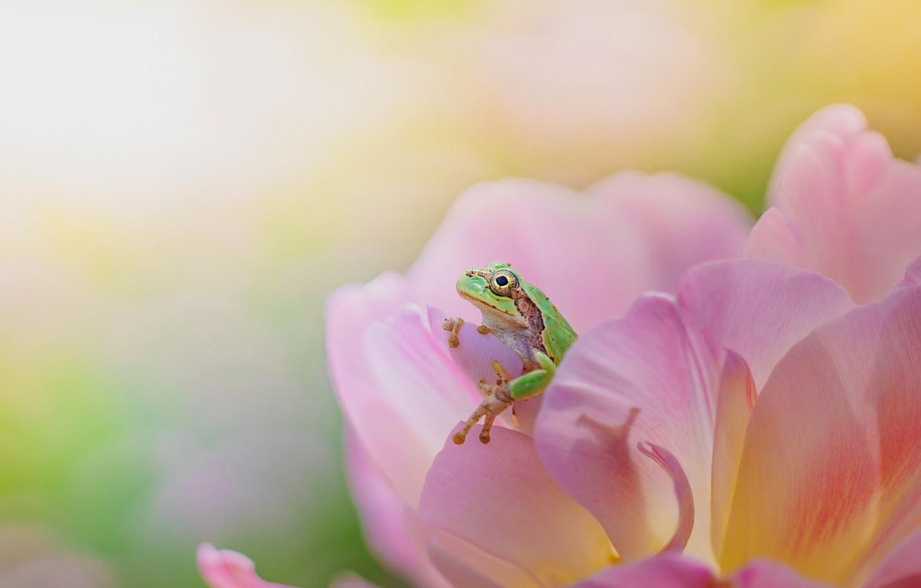 Pink Frog Wallpapers - Top Free Pink Frog Backgrounds - WallpaperAccess