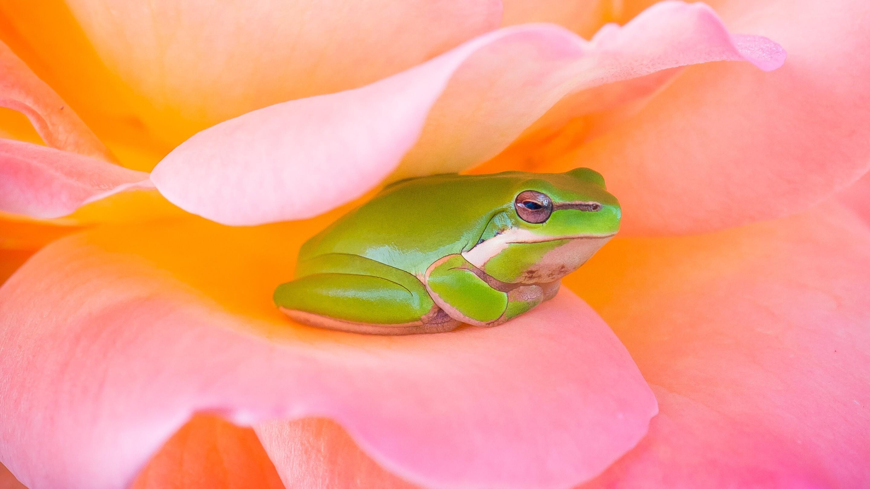 Cute Frog Wallpapers - Top Free Cute Frog Backgrounds - WallpaperAccess