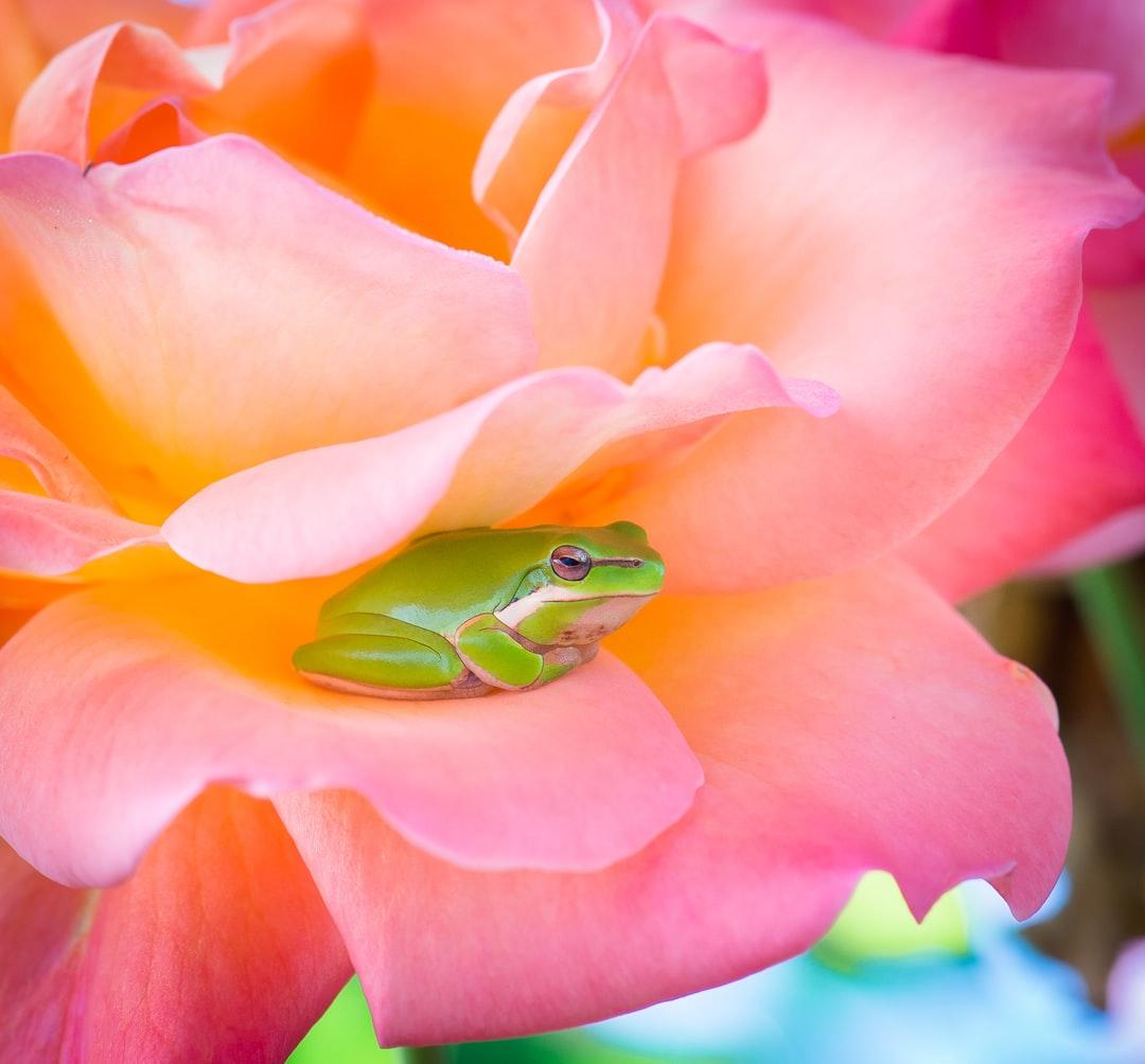 Pink Frog Wallpapers - Top Free Pink Frog Backgrounds - WallpaperAccess