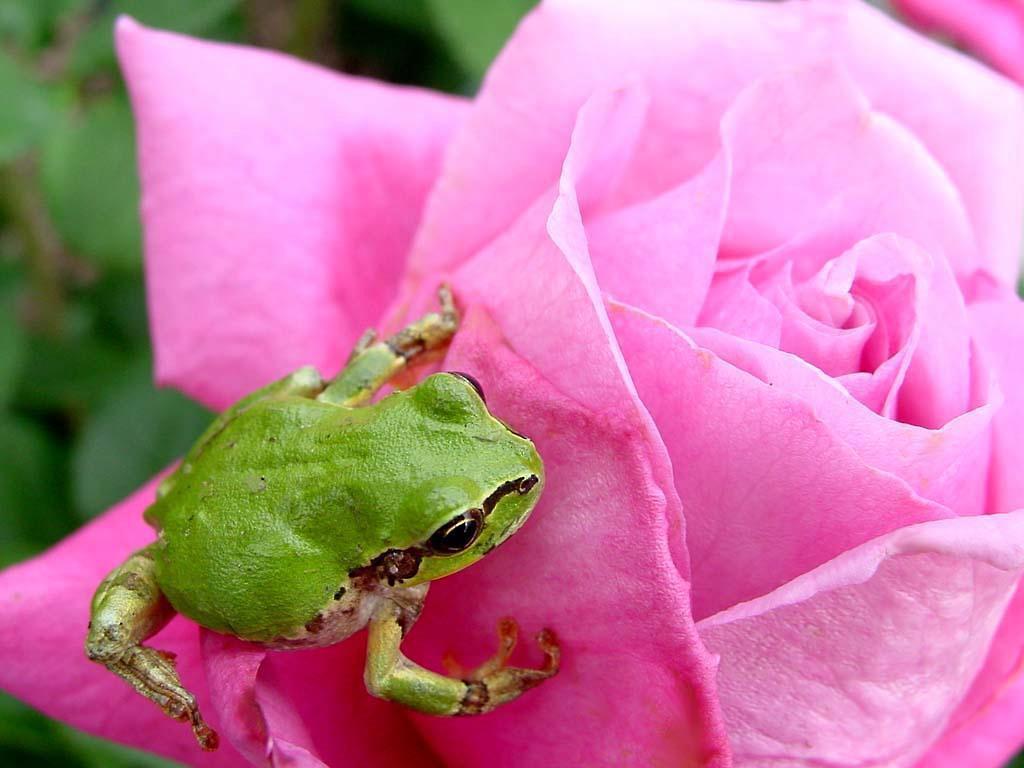 Pink Frog Wallpapers - Top Free Pink Frog Backgrounds - WallpaperAccess