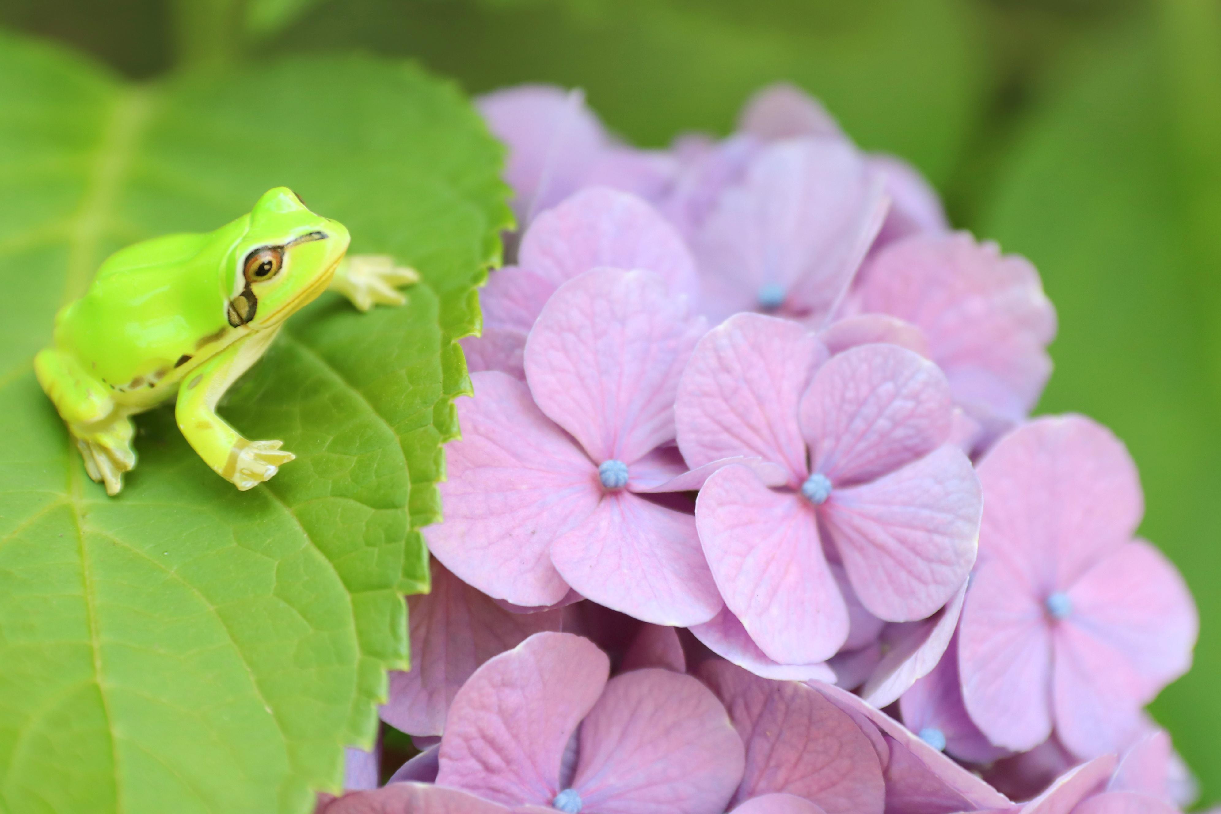 Pink Frog Wallpapers - Top Free Pink Frog Backgrounds - WallpaperAccess