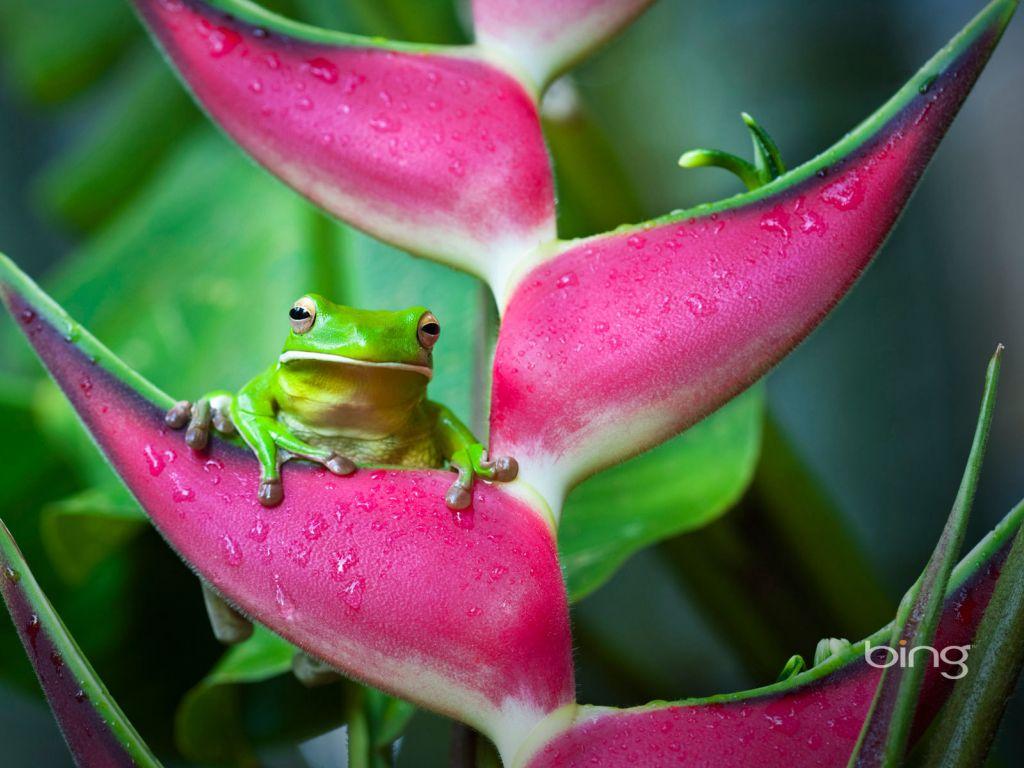 Pink Frog Wallpapers - Top Free Pink Frog Backgrounds - WallpaperAccess