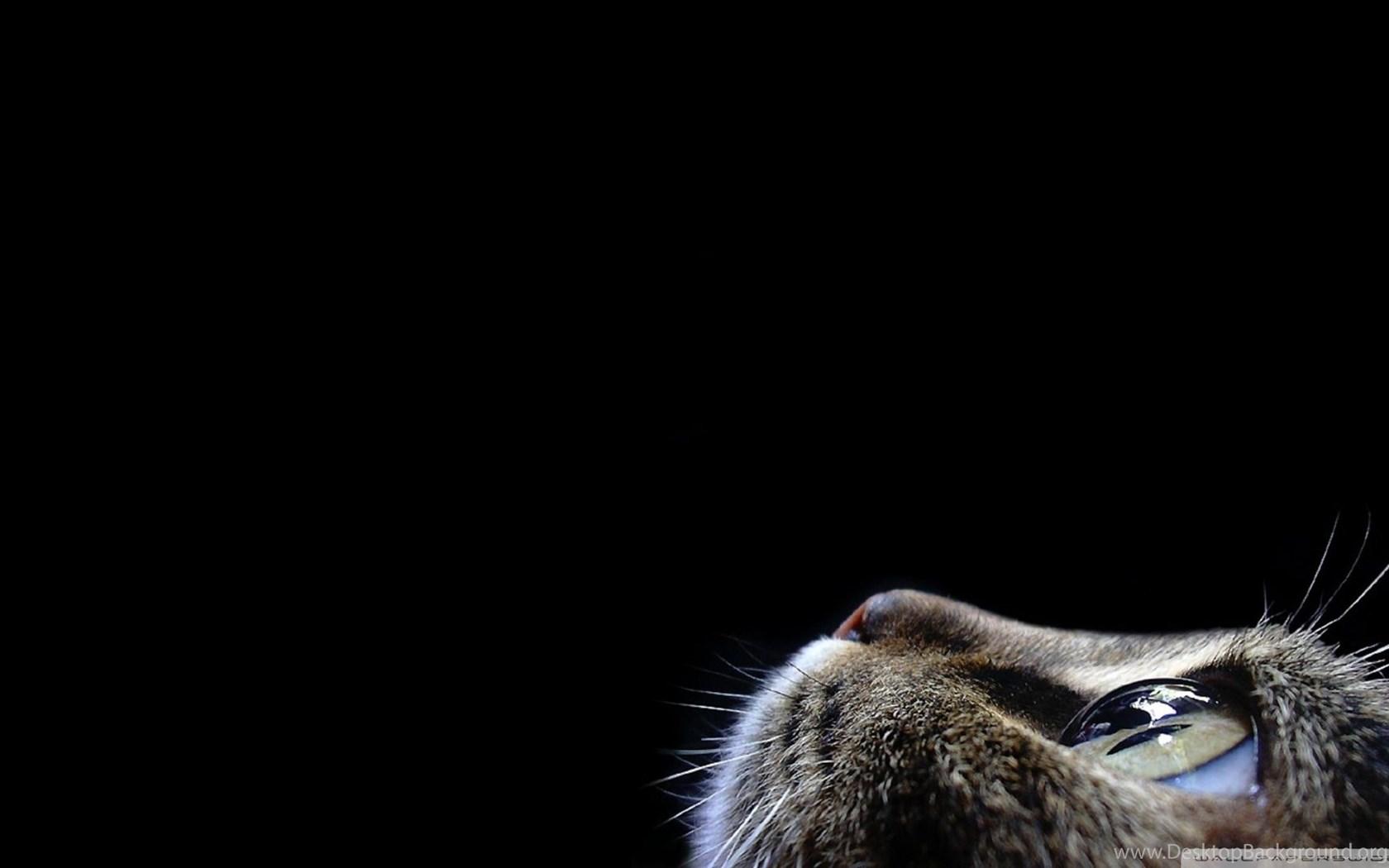 Cat HD Computer Wallpapers - Top Free Cat HD Computer Backgrounds ...