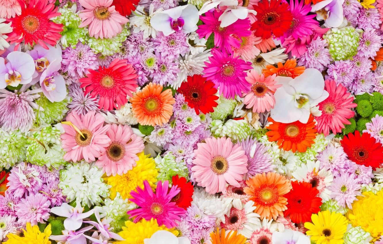 Gerbera Daisy Wallpapers - Top Free Gerbera Daisy Backgrounds ...