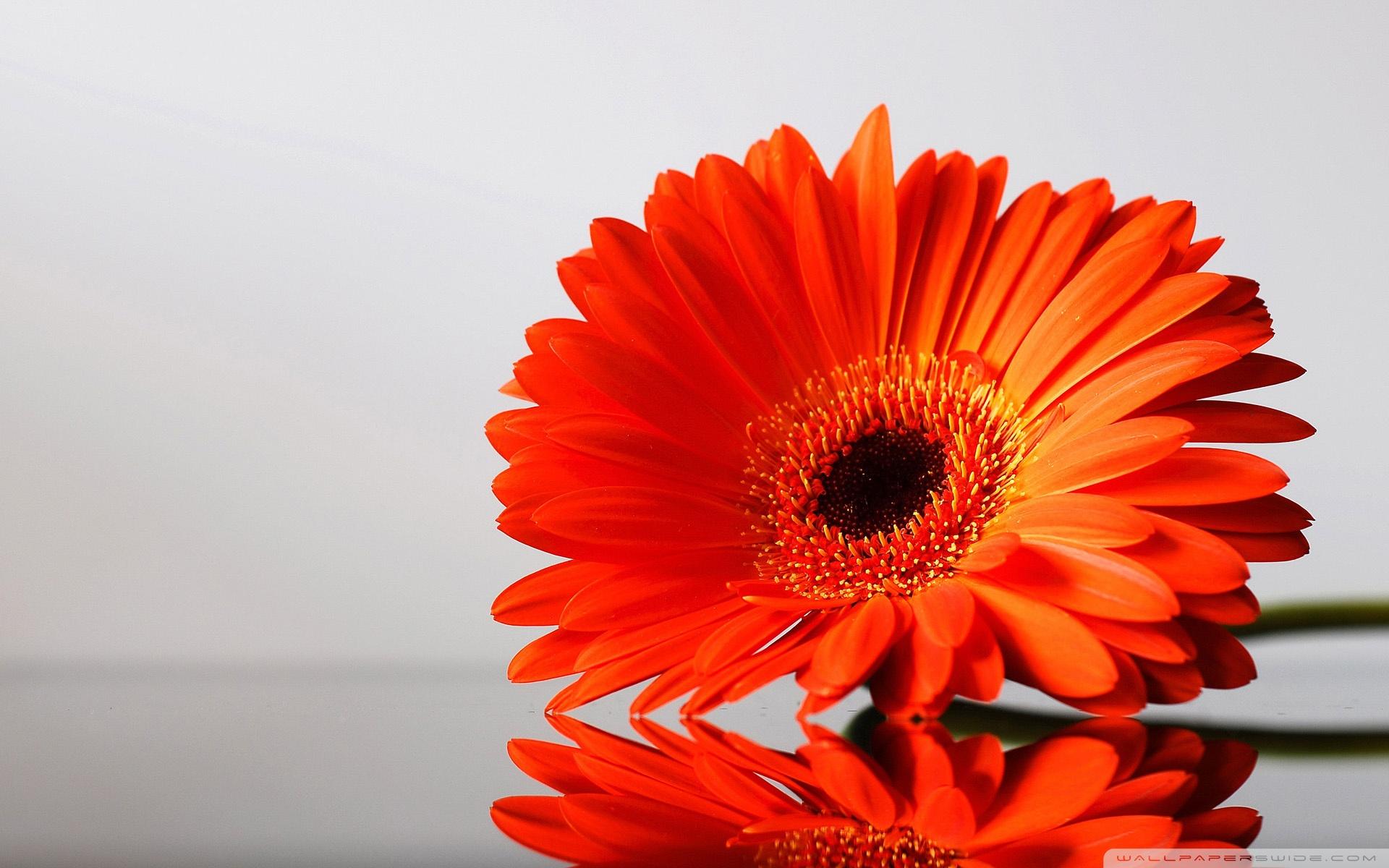 Gerbera Daisy Wallpapers - Top Free Gerbera Daisy Backgrounds ...