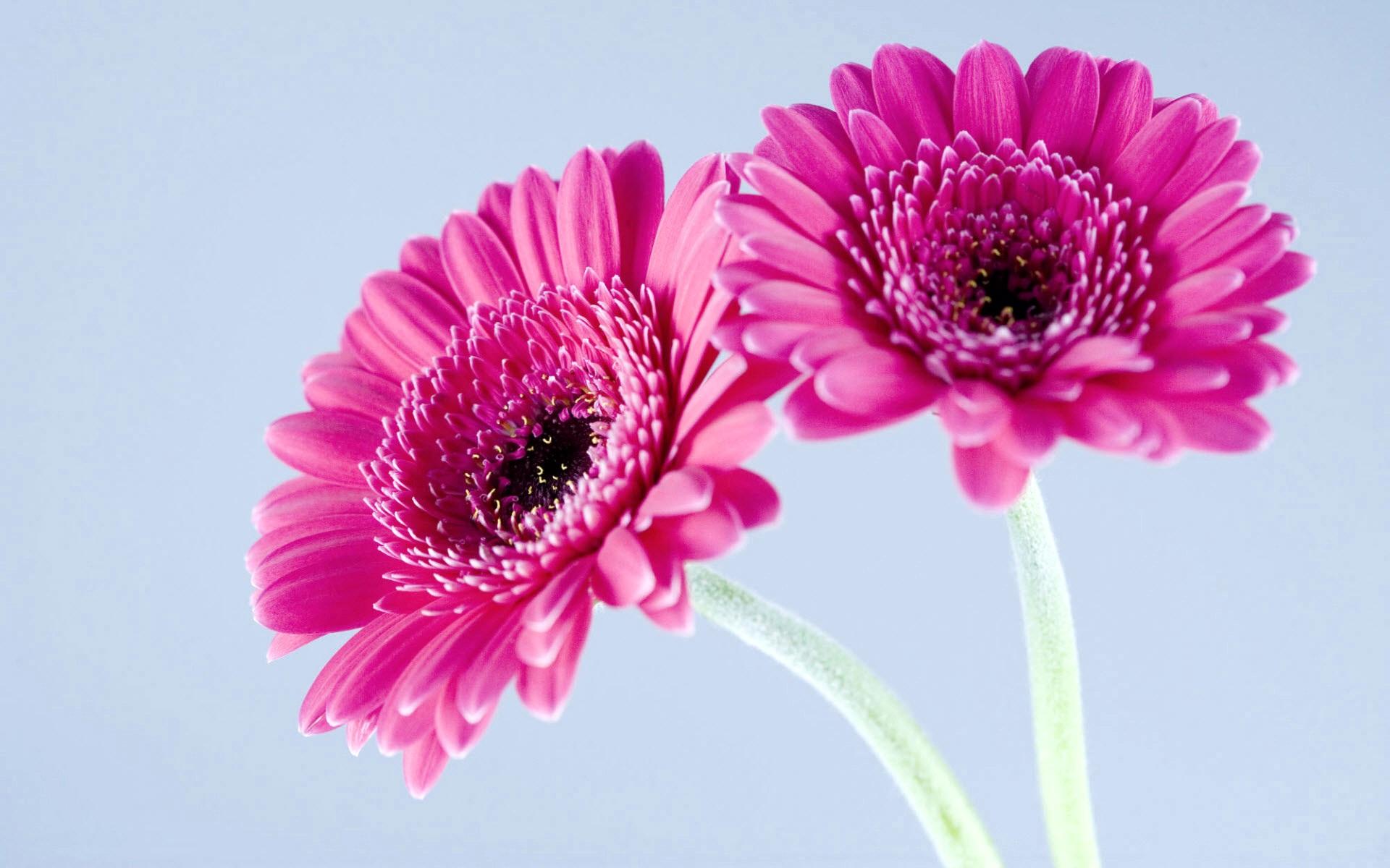 Gerbera Daisy Wallpapers - Top Free Gerbera Daisy Backgrounds ...