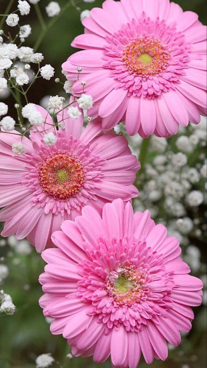 Pink Gerbera Daisy Wallpapers - Top Free Pink Gerbera Daisy Backgrounds ...