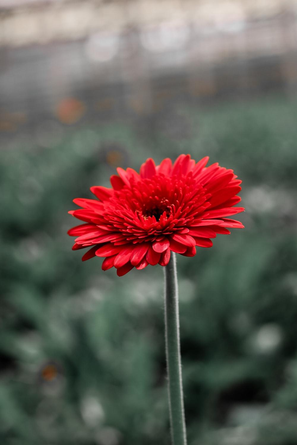 Gerbera Daisy Wallpapers - Top Free Gerbera Daisy Backgrounds ...