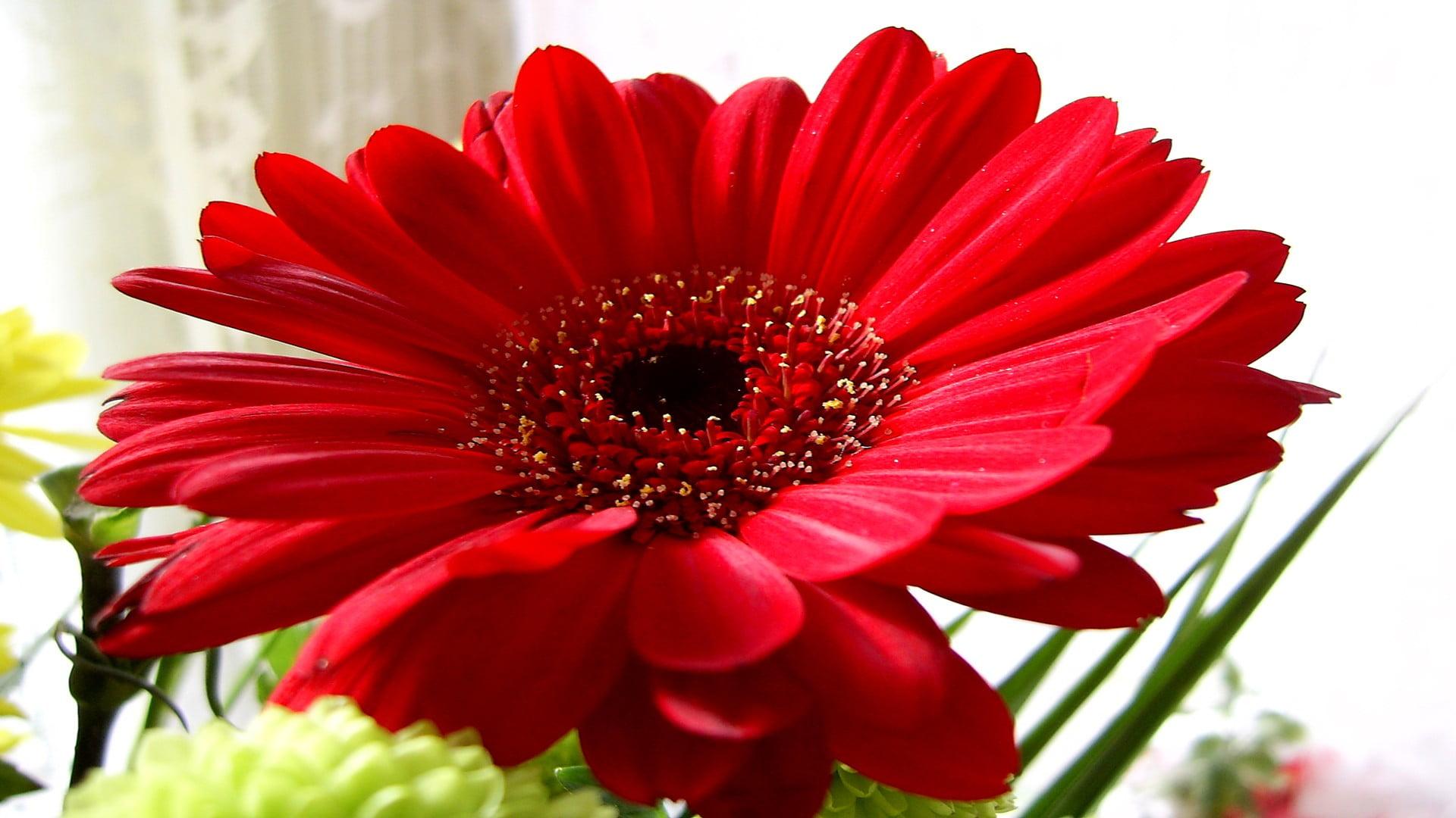Gerbera Daisy Wallpapers - Top Free Gerbera Daisy Backgrounds ...
