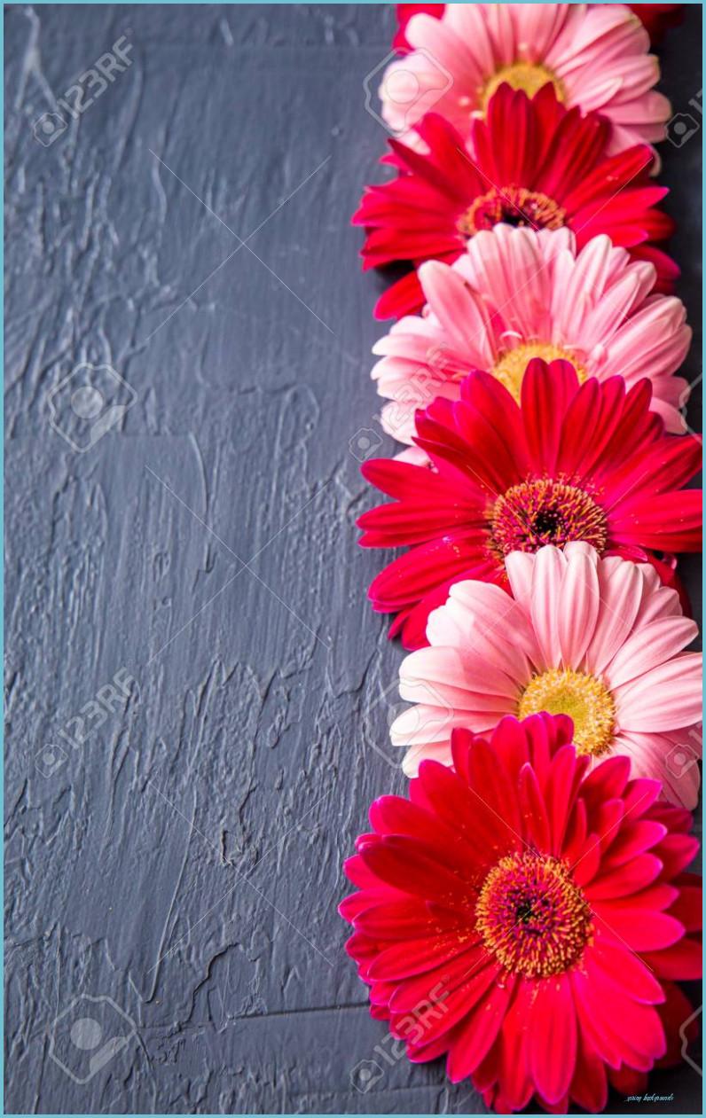 Gerbera Daisy Wallpapers - Top Free Gerbera Daisy Backgrounds ...