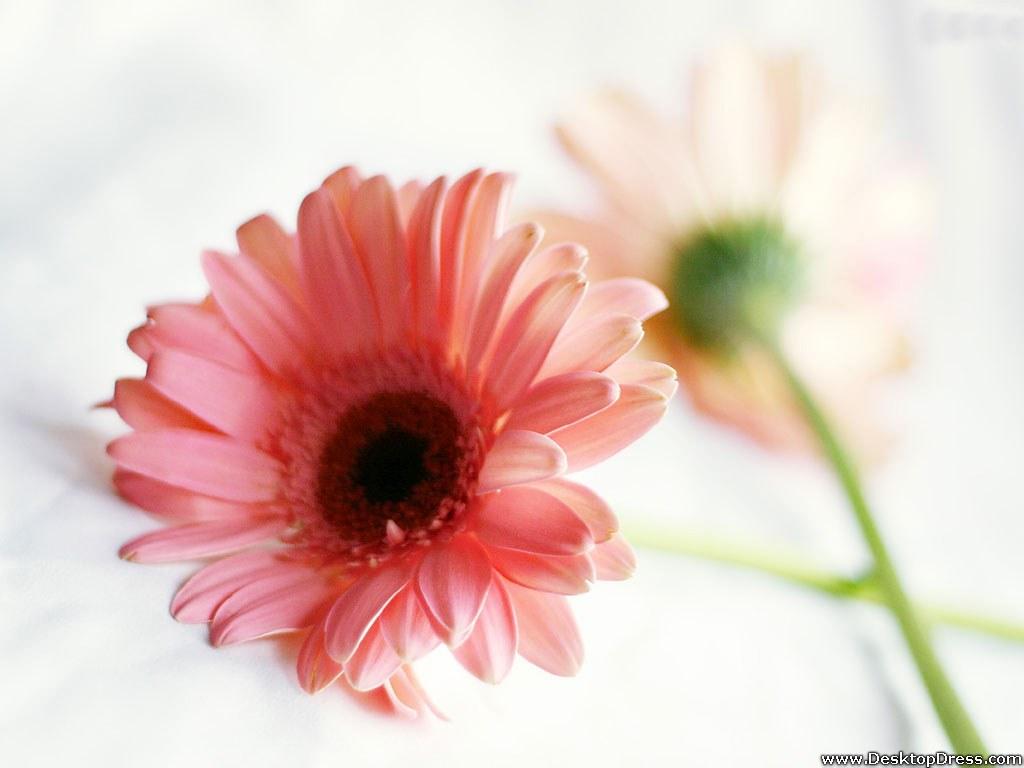 Gerbera Daisy Wallpapers - Top Free Gerbera Daisy Backgrounds ...
