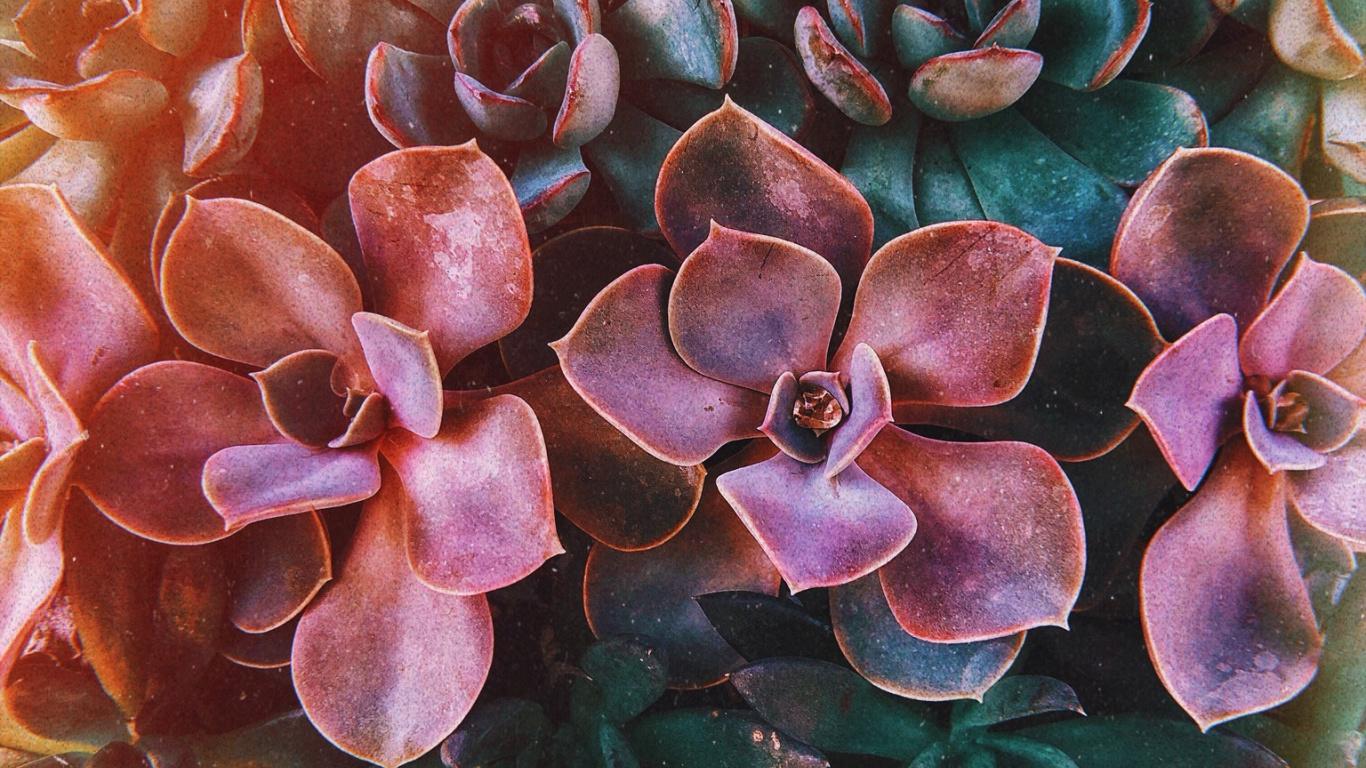 Succulent Laptop Wallpapers - Top Free Succulent Laptop Backgrounds ...