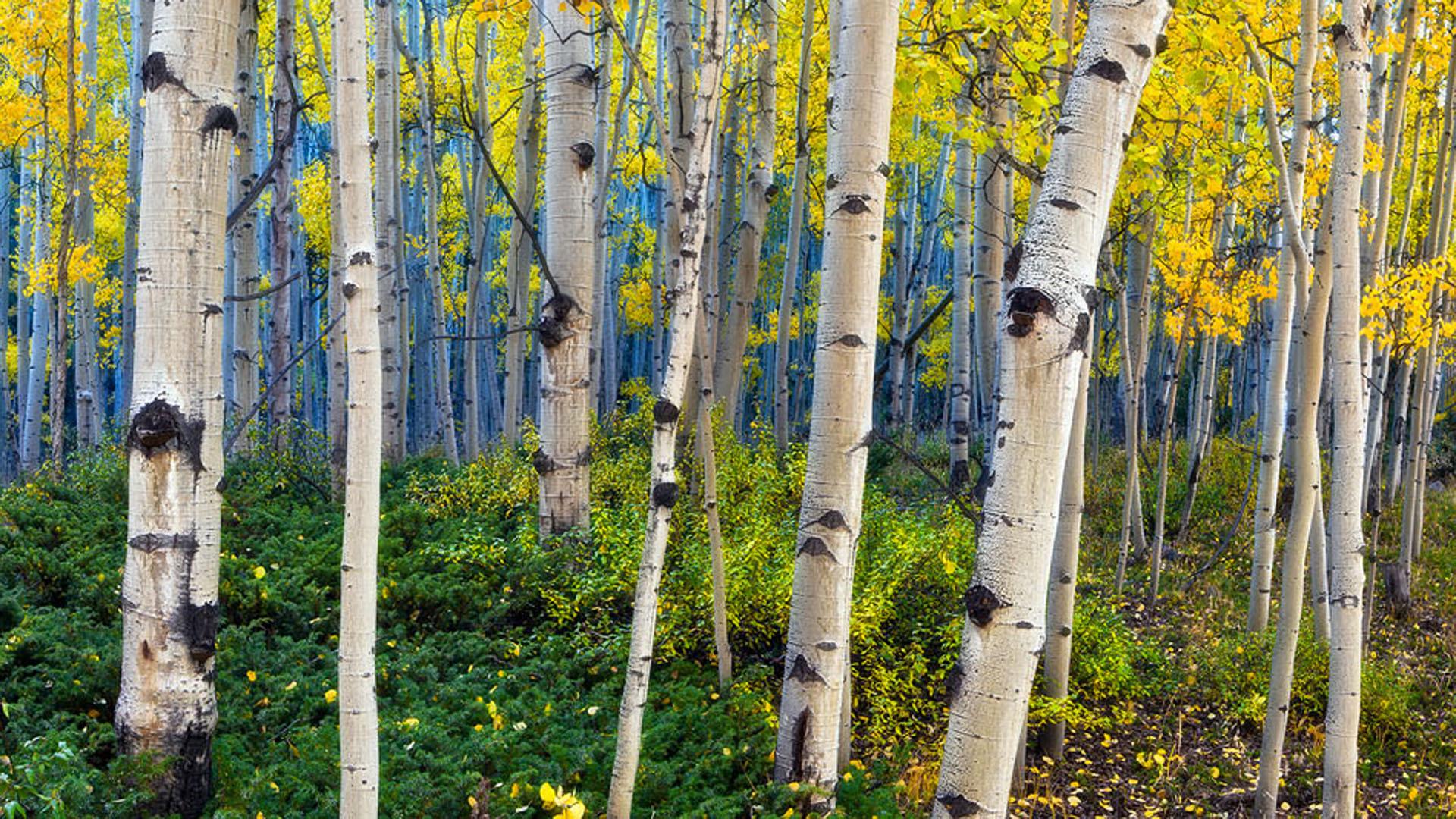 Aspen Trees Wallpapers - Top Free Aspen Trees Backgrounds - WallpaperAccess