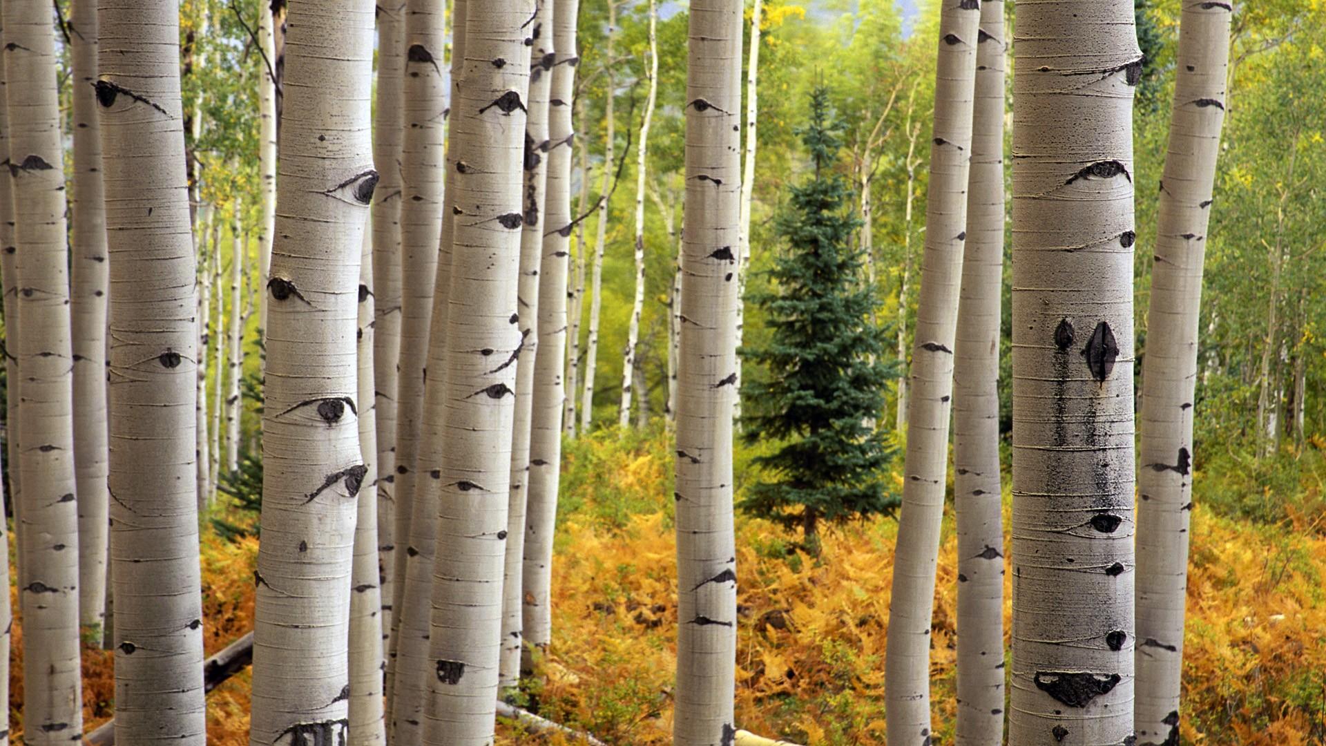 Aspen Trees Wallpapers - Top Free Aspen Trees Backgrounds - WallpaperAccess