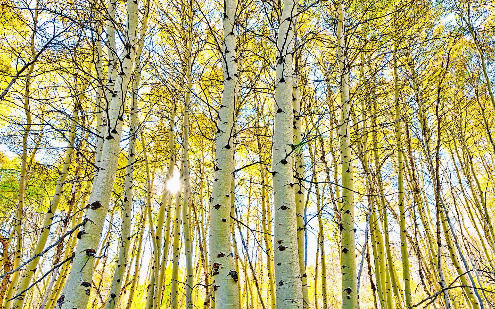 Aspen Trees Wallpapers - Top Free Aspen Trees Backgrounds - WallpaperAccess