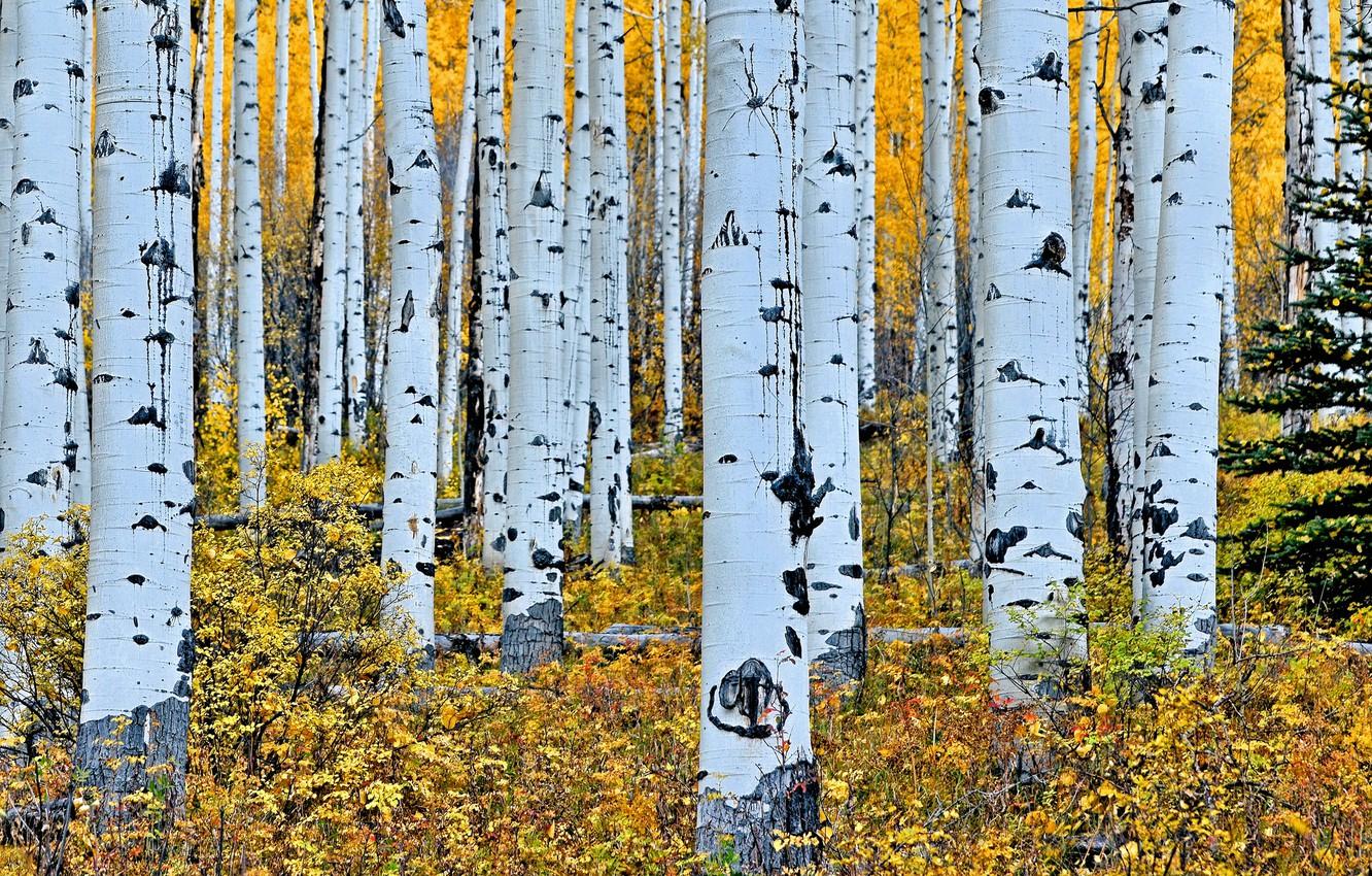 Aspen Trees Wallpapers - Top Free Aspen Trees Backgrounds - WallpaperAccess