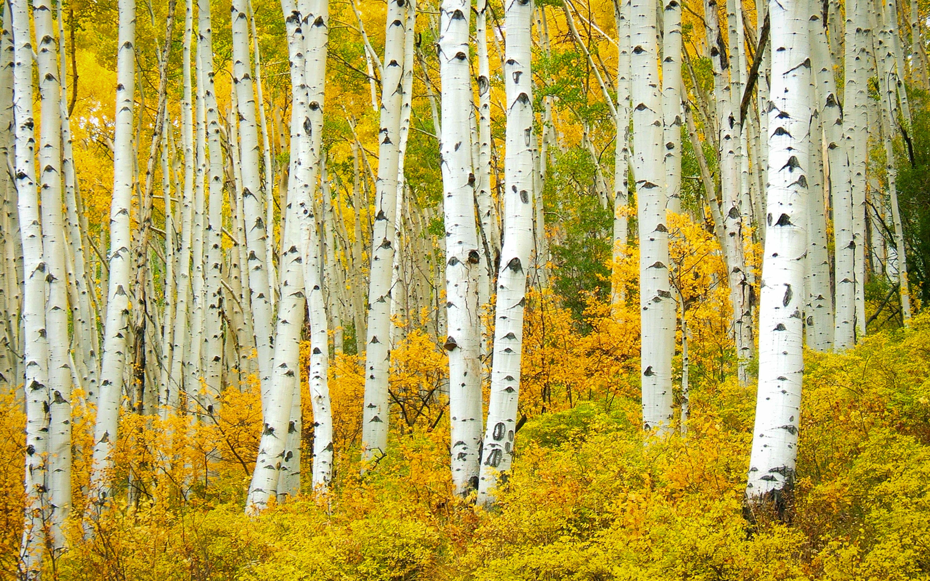 Aspen Trees Wallpapers - Top Free Aspen Trees Backgrounds - WallpaperAccess