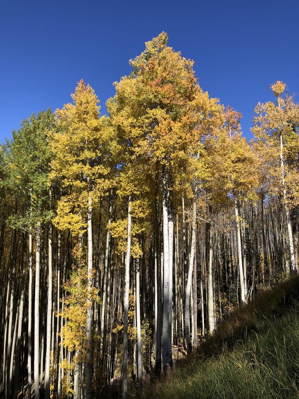 Aspen Trees Wallpapers - Top Free Aspen Trees Backgrounds - WallpaperAccess