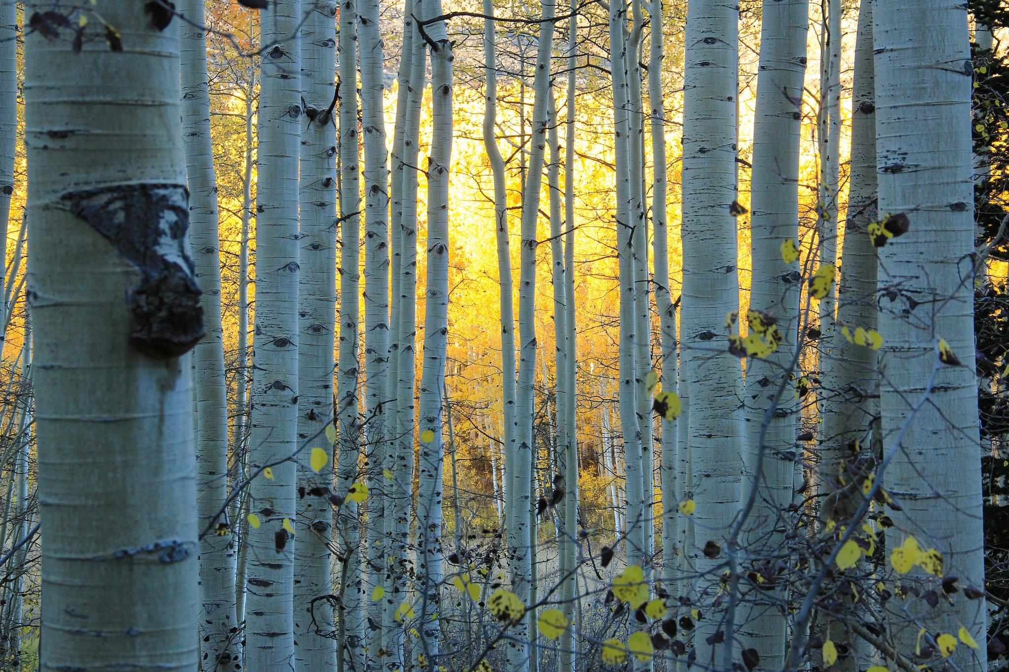 Aspen Trees Wallpapers - Top Free Aspen Trees Backgrounds - WallpaperAccess