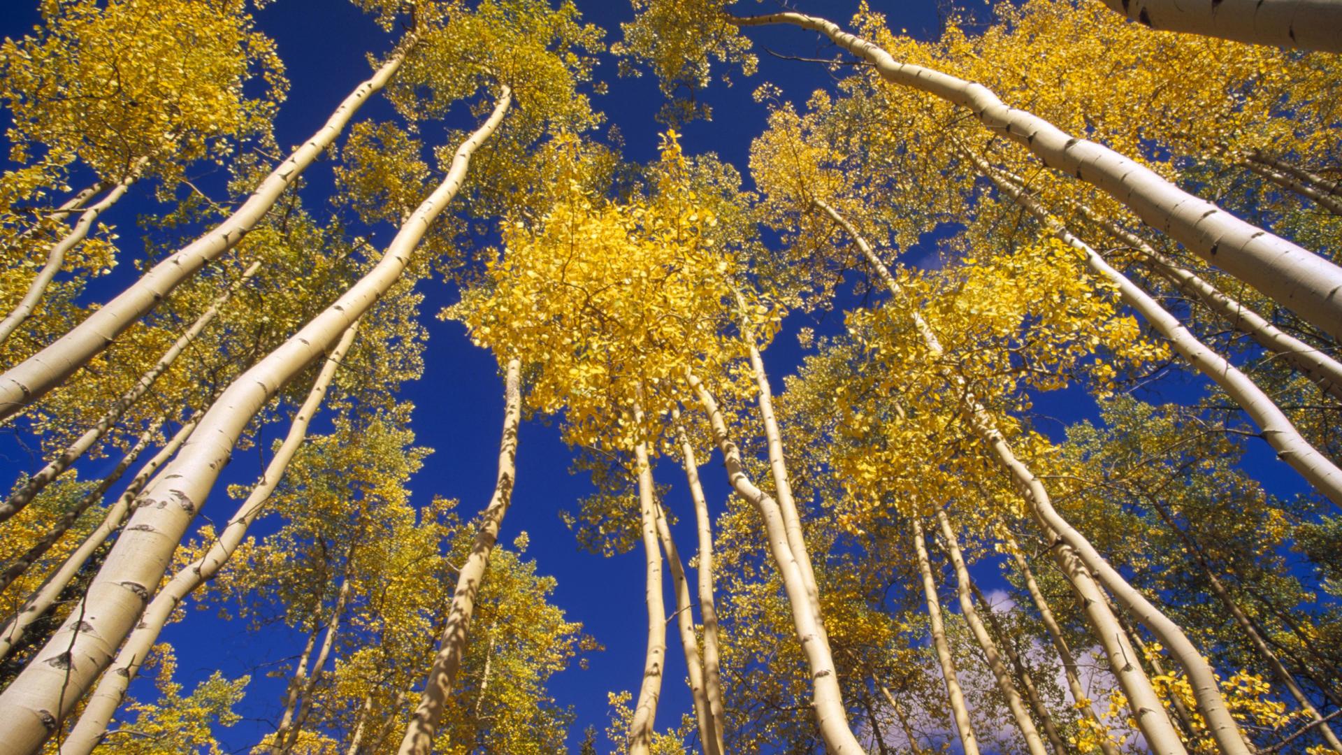 Aspen Trees Wallpapers - Top Free Aspen Trees Backgrounds - WallpaperAccess