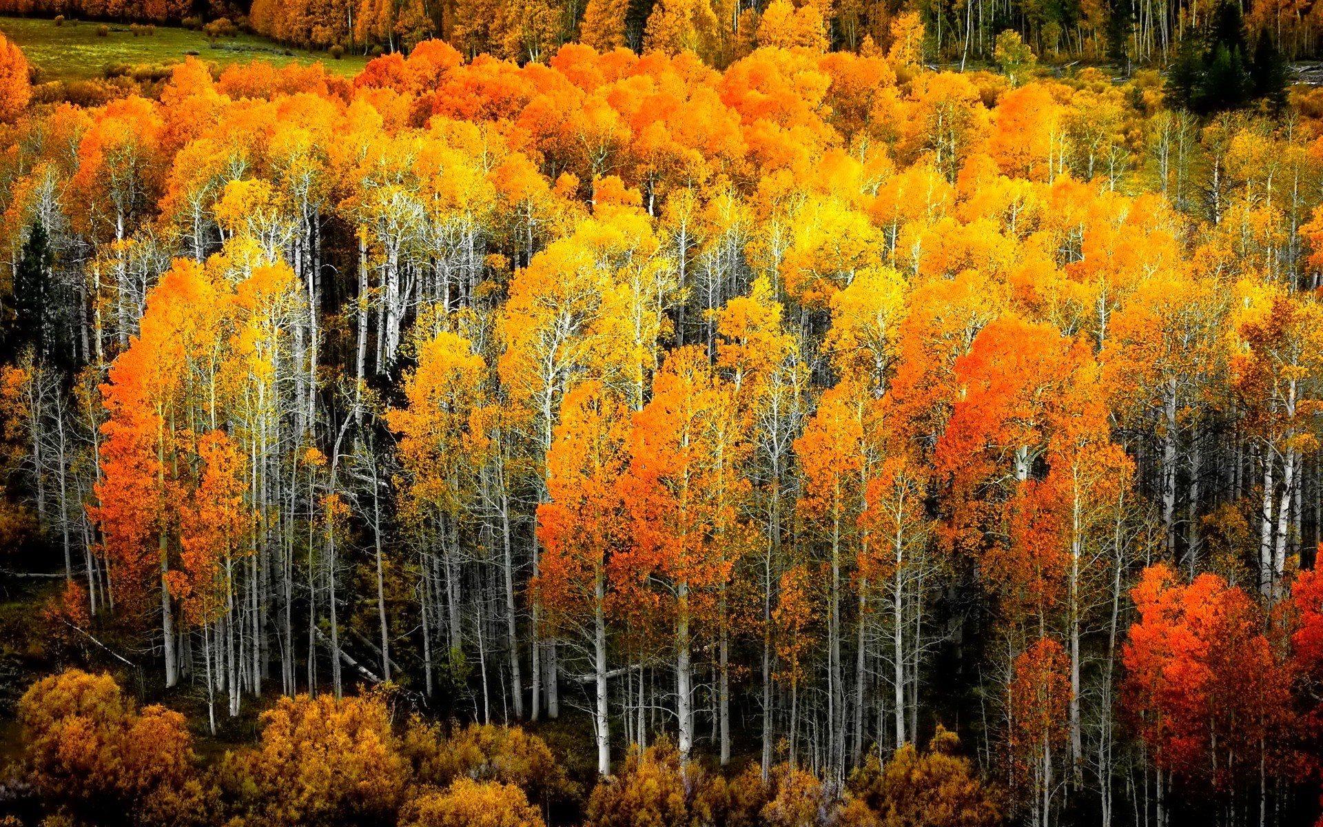 Aspen Trees Wallpapers - Top Free Aspen Trees Backgrounds - WallpaperAccess