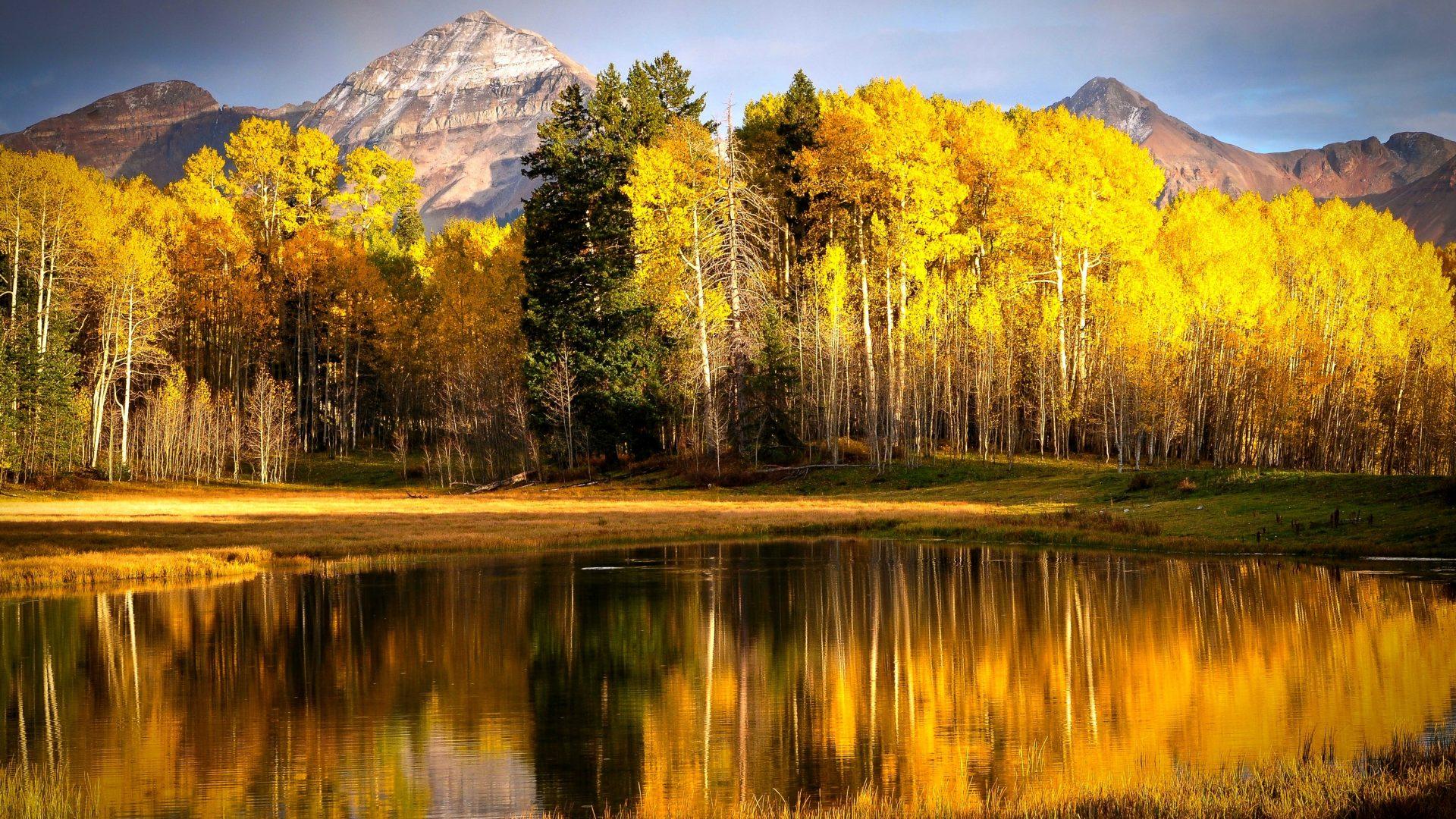 Aspen Trees Wallpapers - Top Free Aspen Trees Backgrounds - WallpaperAccess